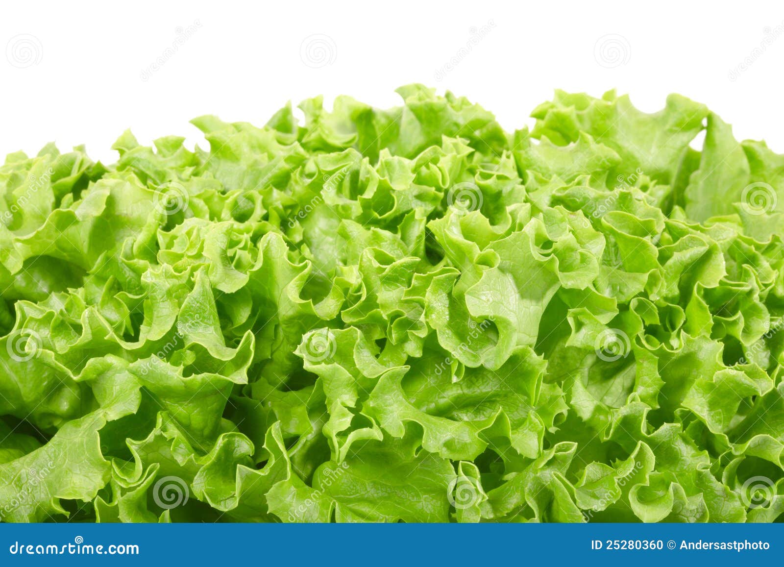 Green salad border stock photo. Image of nature, nutrient - 25280360