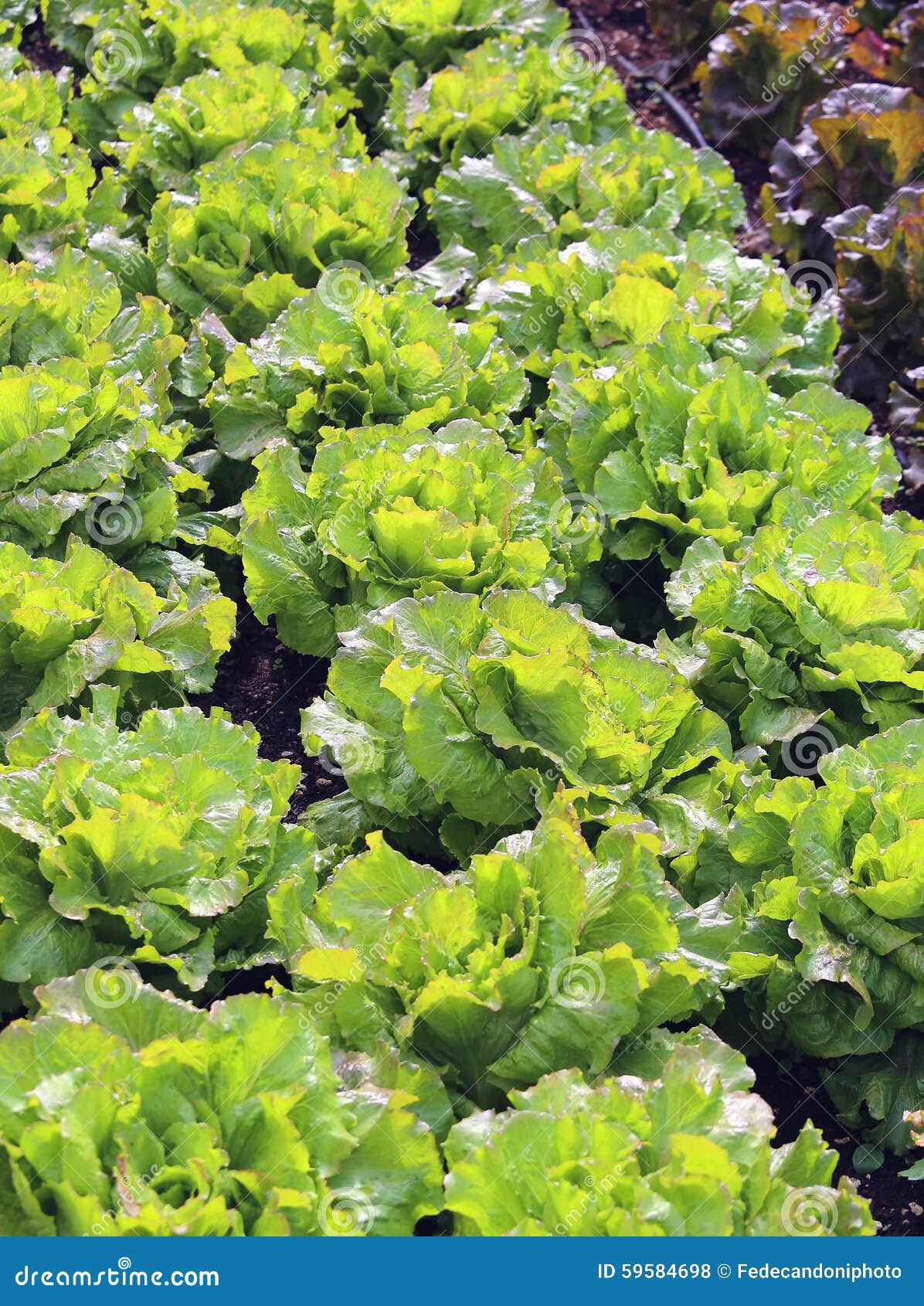 Green Salad Chicory Heads Vegetable Garden Stock Photos - Free ...