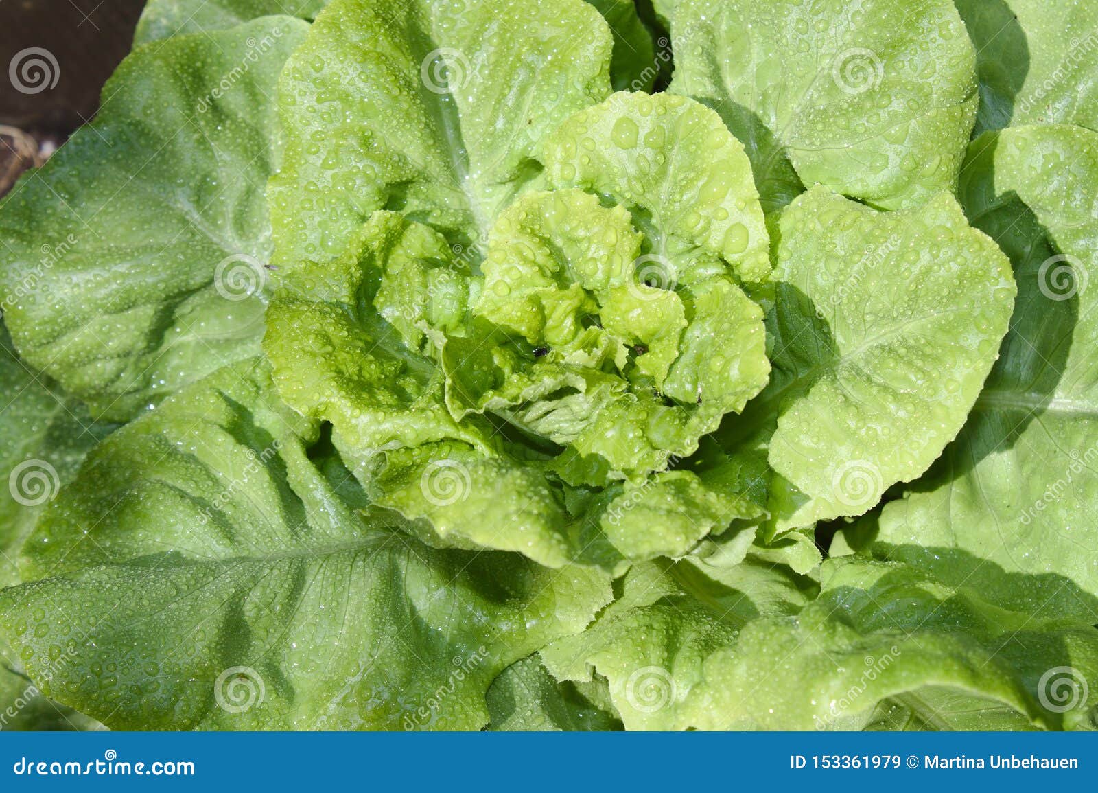 Green salad after the rain stock image. Image of salad - 153361979