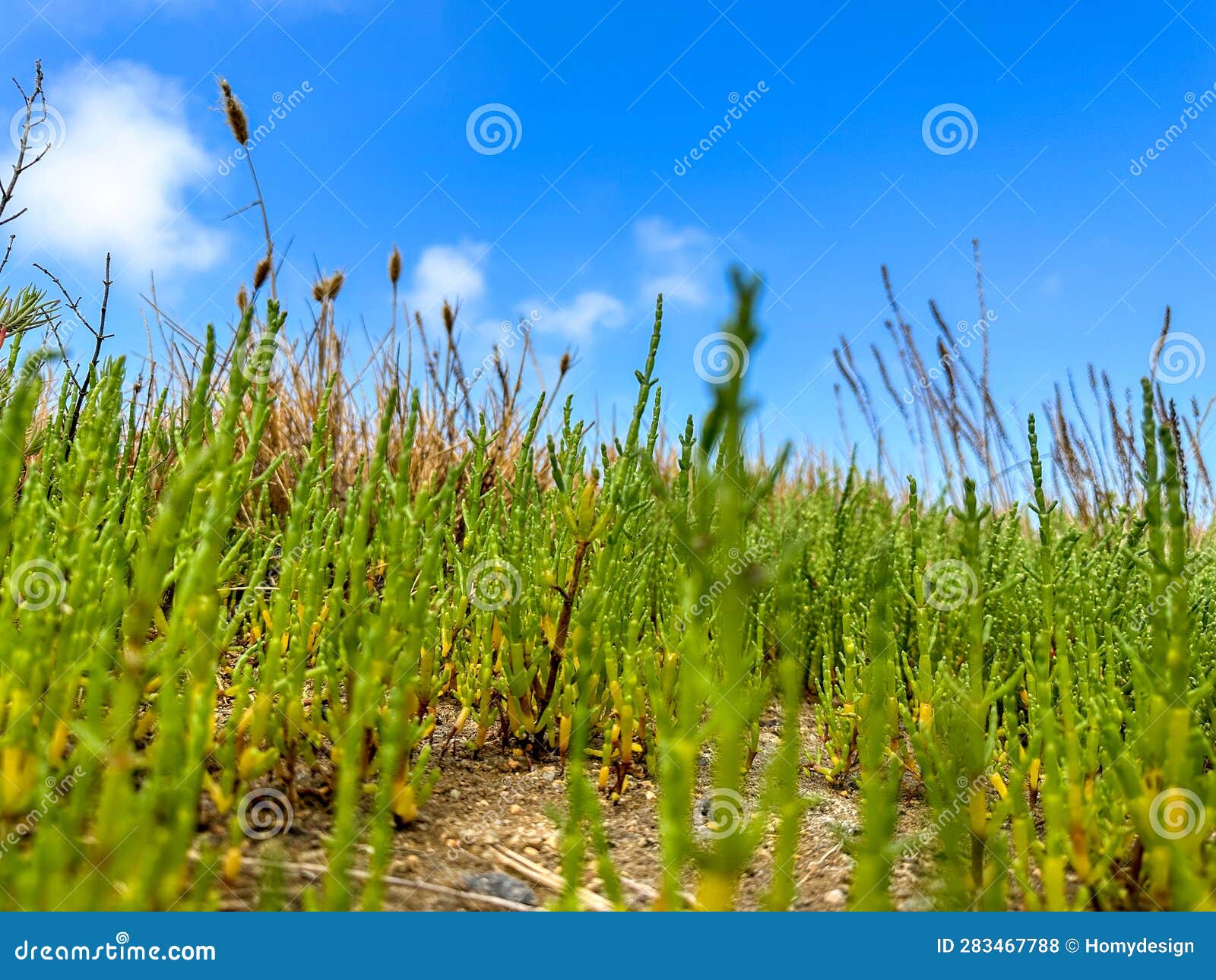 Green Samphire or Salicornia Plants Stock Photo - Image of organic ...
