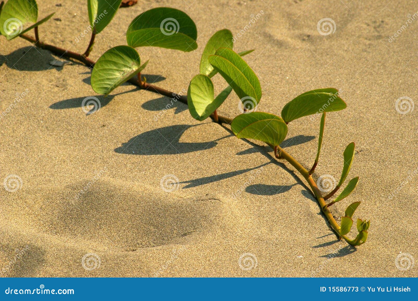 Green Sand vine on beach stock image. Image of groth - 15586773