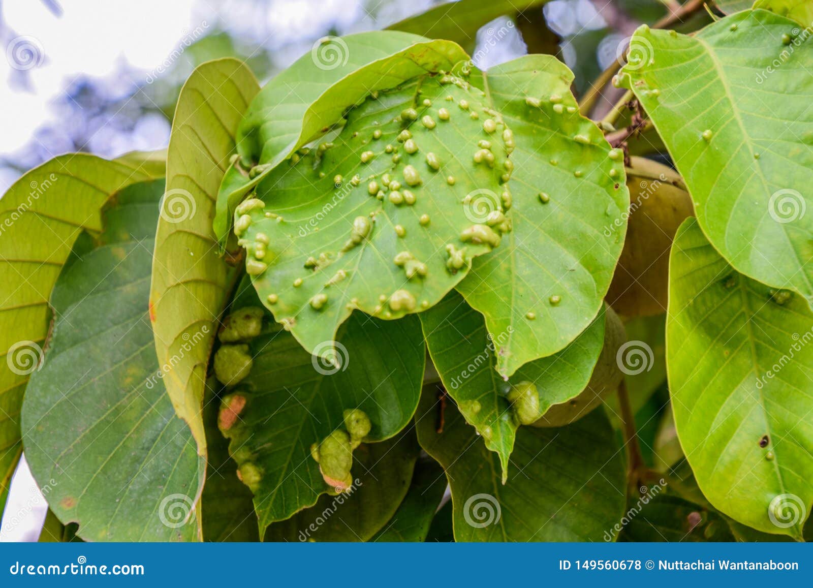 The Green Santol Leaves a Disease Stock Photo - Image of green, closeup ...