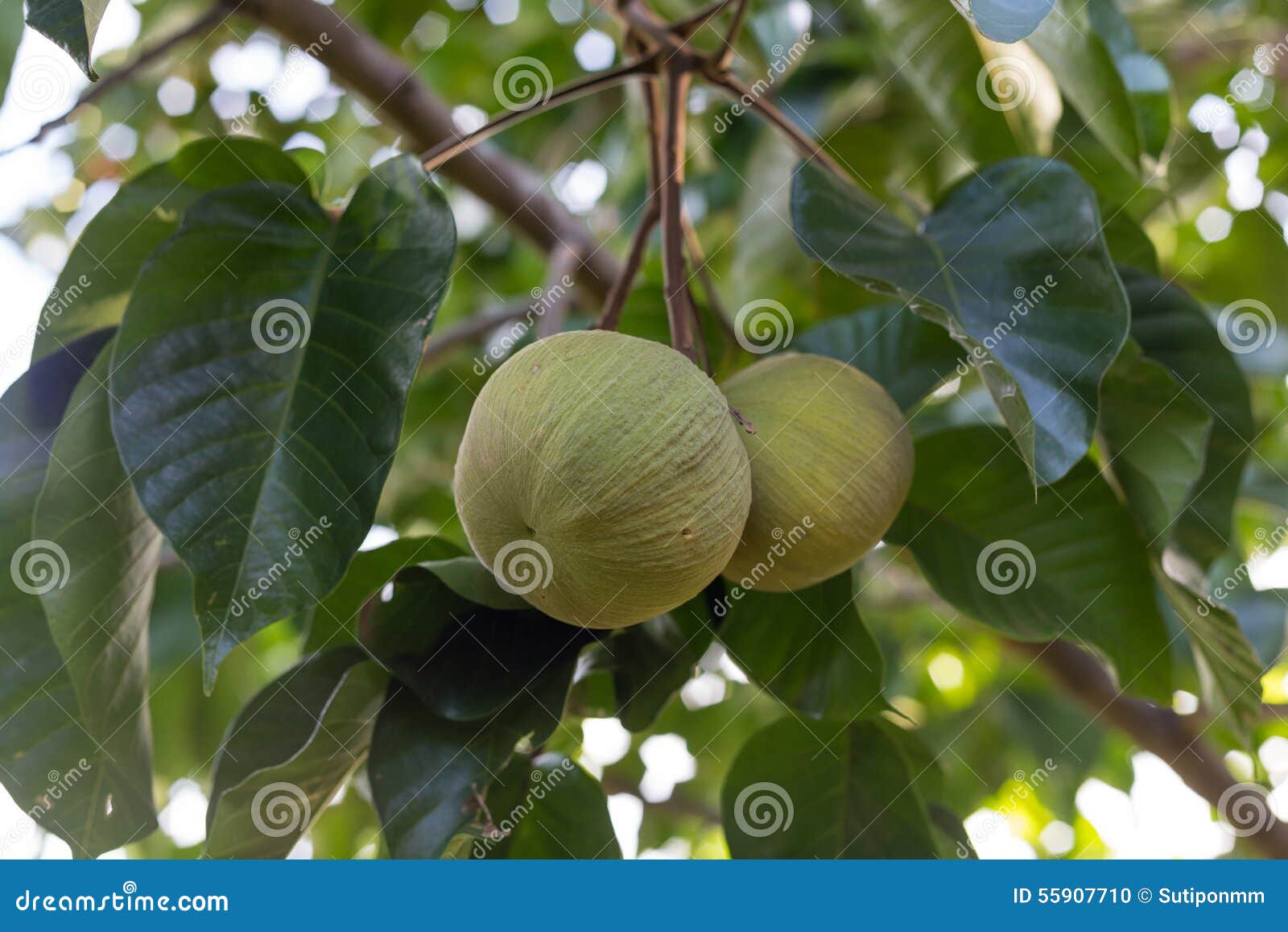 Green Santol Meliaceae Thai Fruit on Tree. Stock Photo - Image of ...