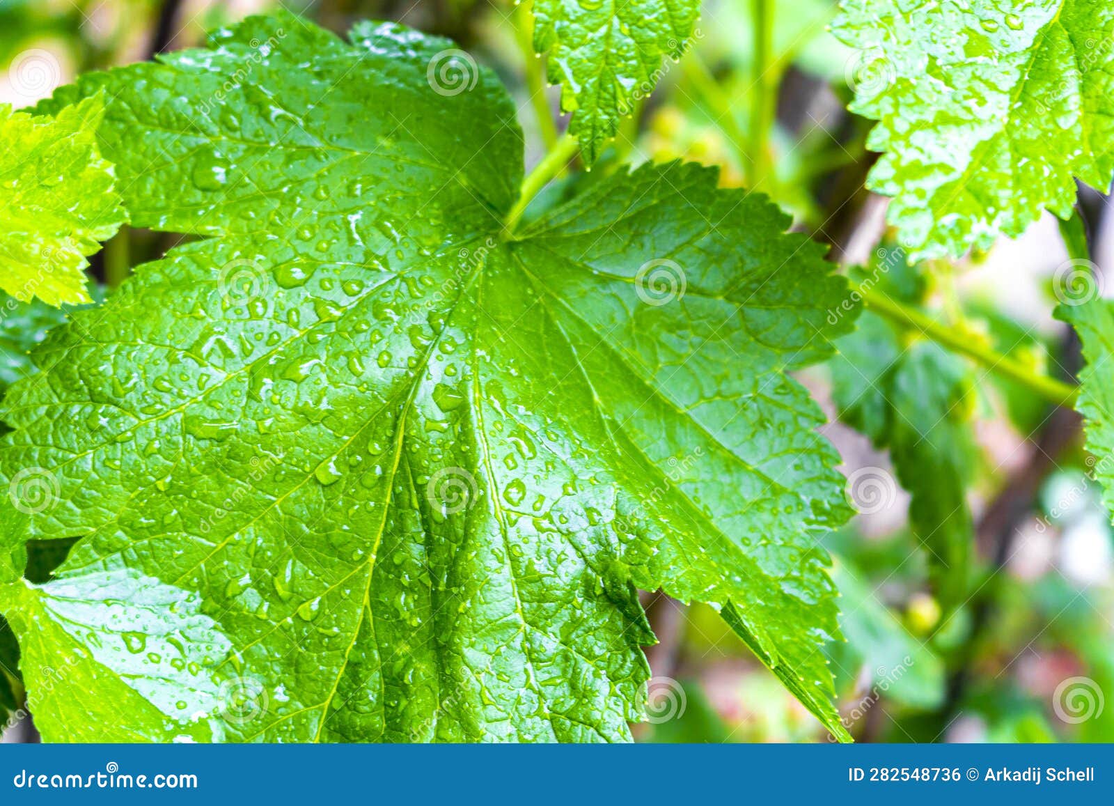 Green Sap Large Currant Leaf in the Spring in Germany Stock Photo ...