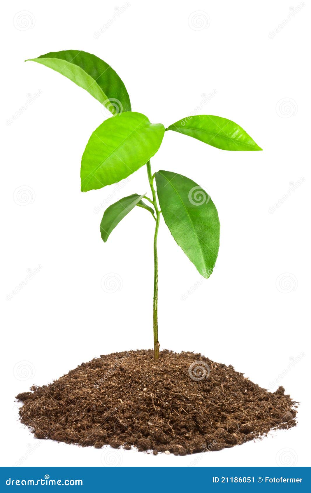 Green sapling stock image. Image of leaf, agriculture - 21186051