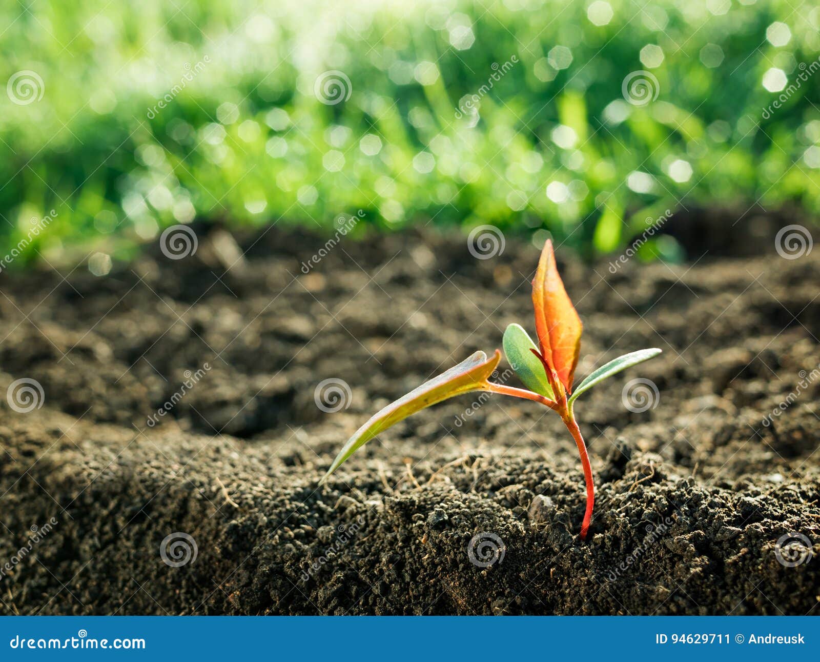 Green sapling growth stock image. Image of sapling, agriculture - 94629711