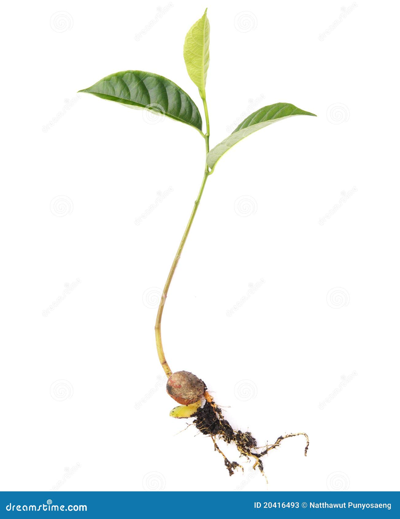 Sapling Tree Stock Photography | CartoonDealer.com #54375524