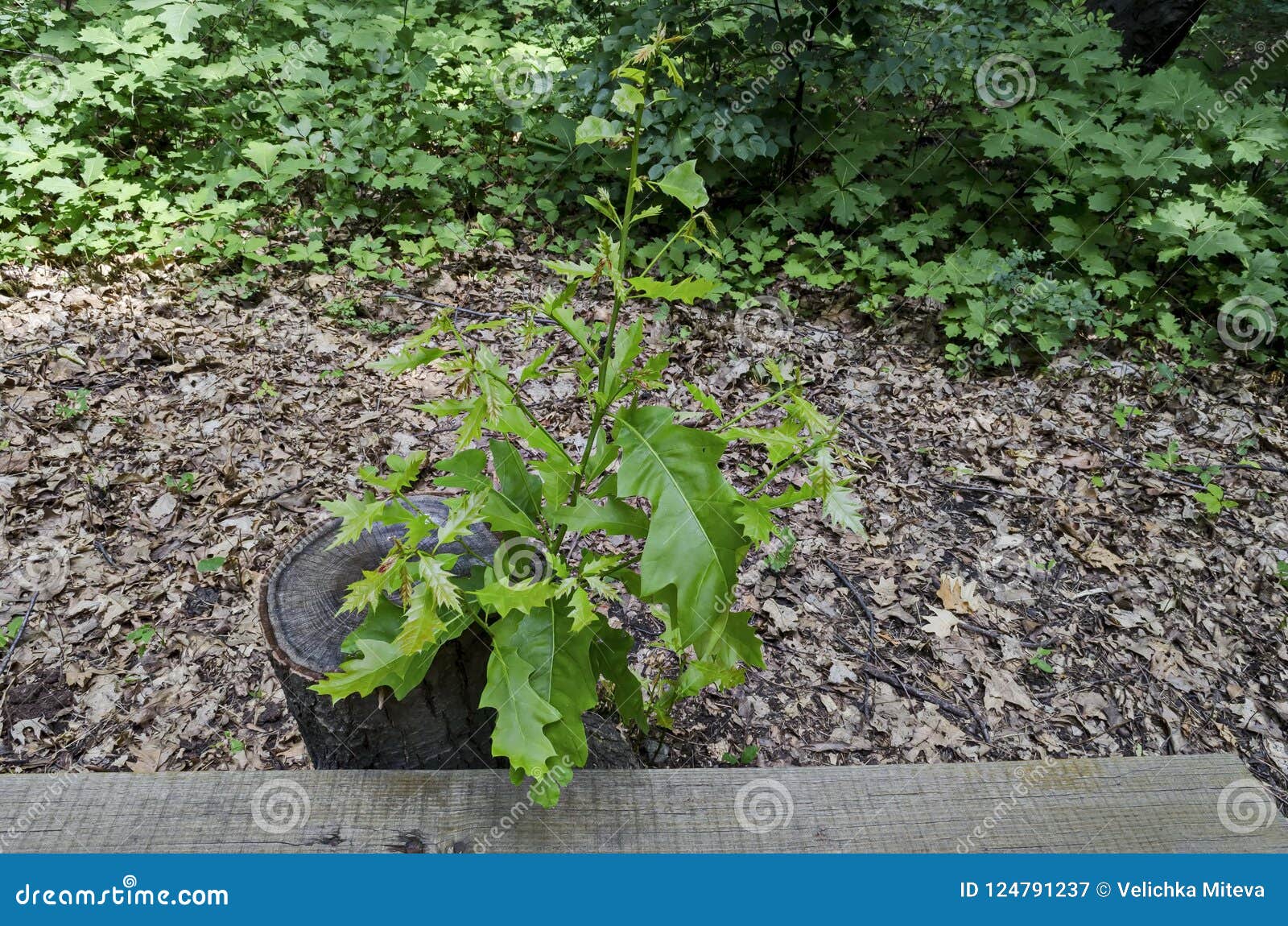 Green Sapling of Young Oak-tree or Quercus Grow from Old Trunk in the ...