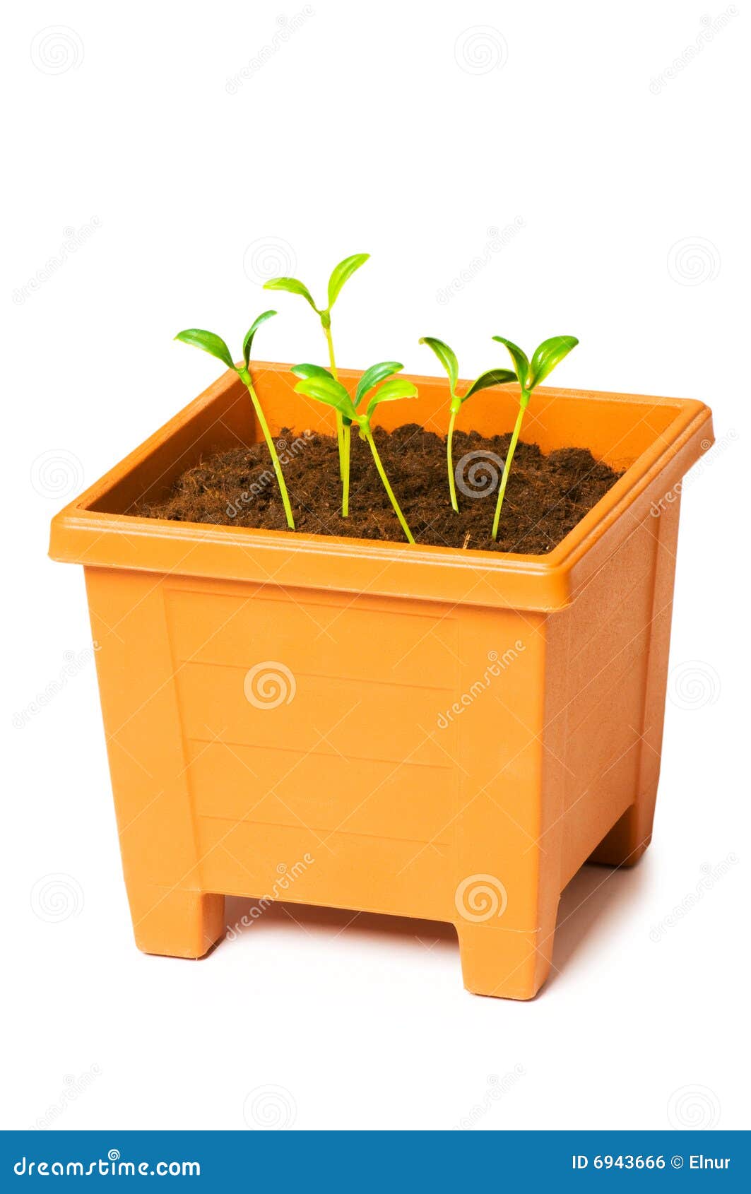 Green saplings stock photo. Image of close, garden, protection - 6943666