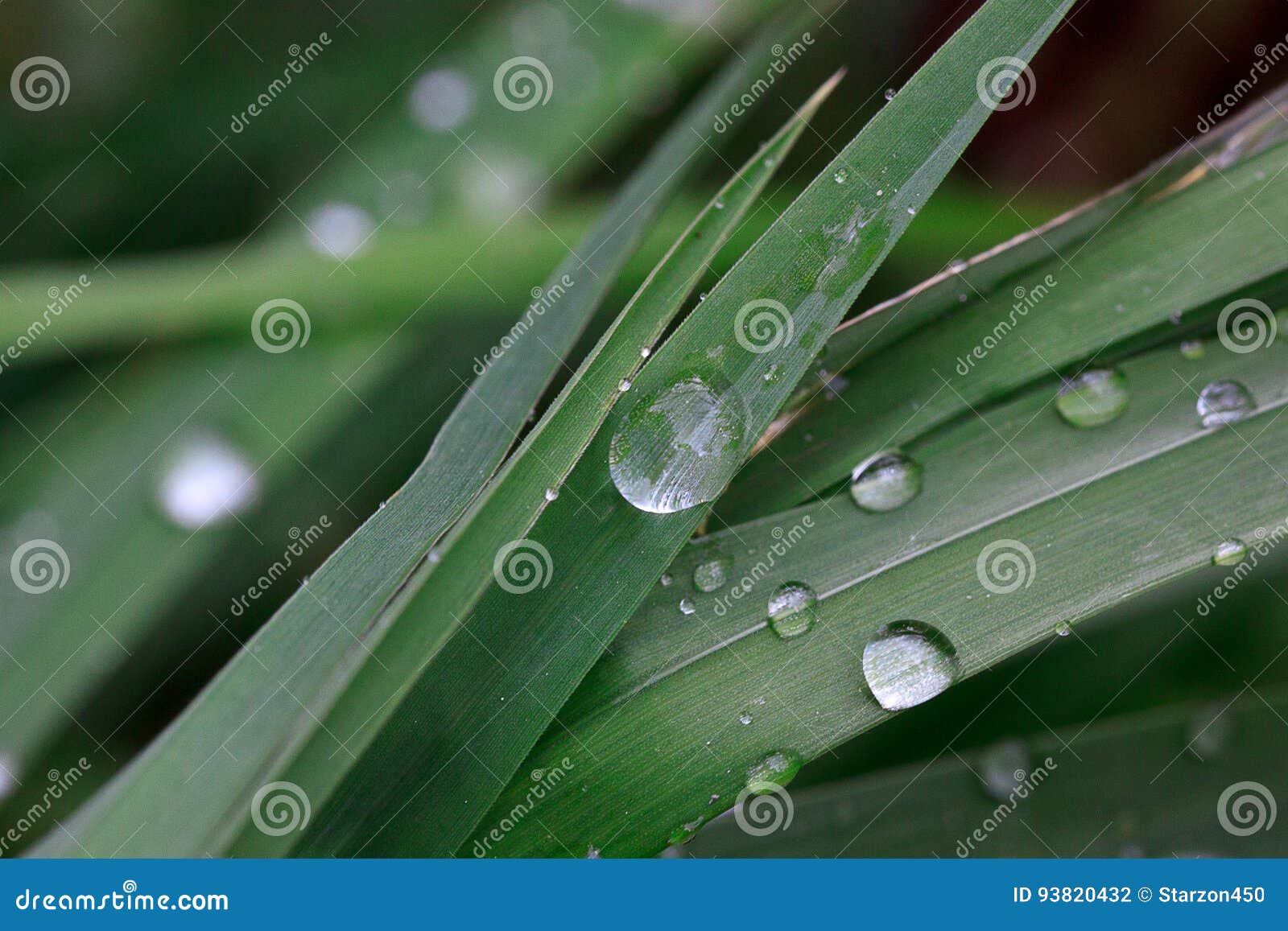 Green Sappy Grass after Rain with Dew Droplets. Stock Photo - Image of ...
