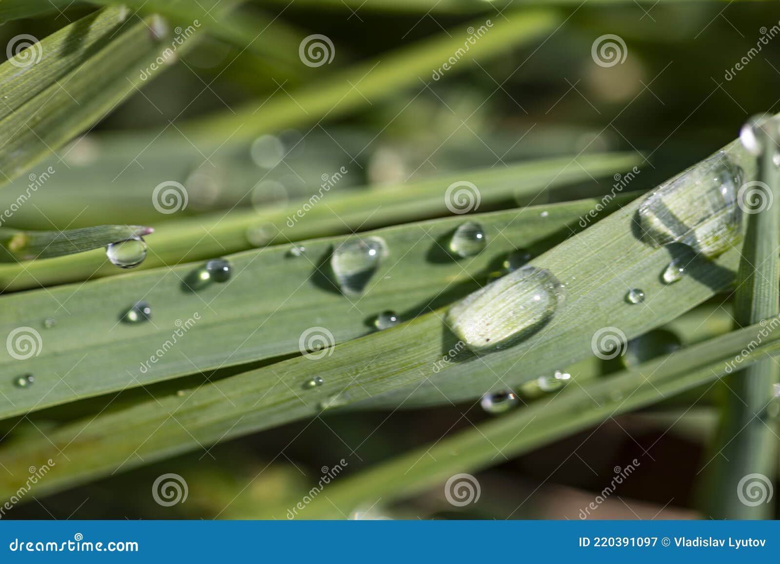 Green Sappy Grass after Rain with Dew Drops Stock Image - Image of ...