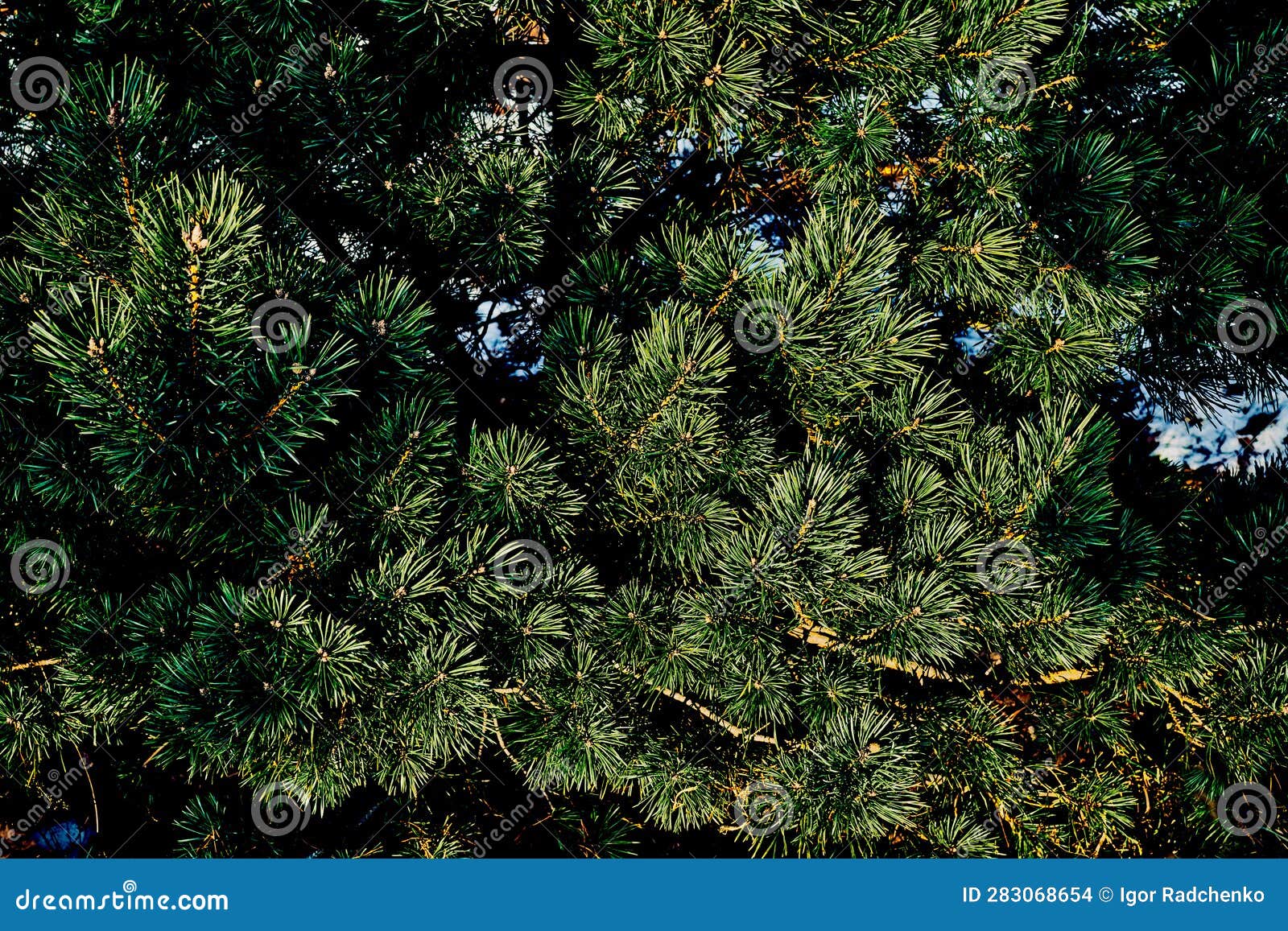 Green Saturated Spruce Branches with Needles with Shadows Background ...