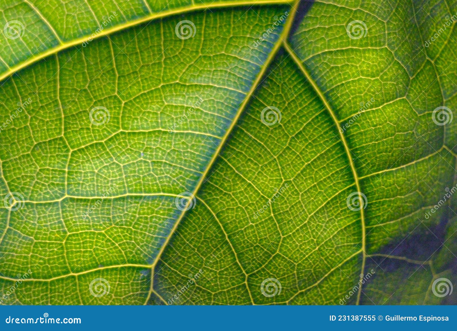 Green savia vains stock image. Image of side, vains - 231387555