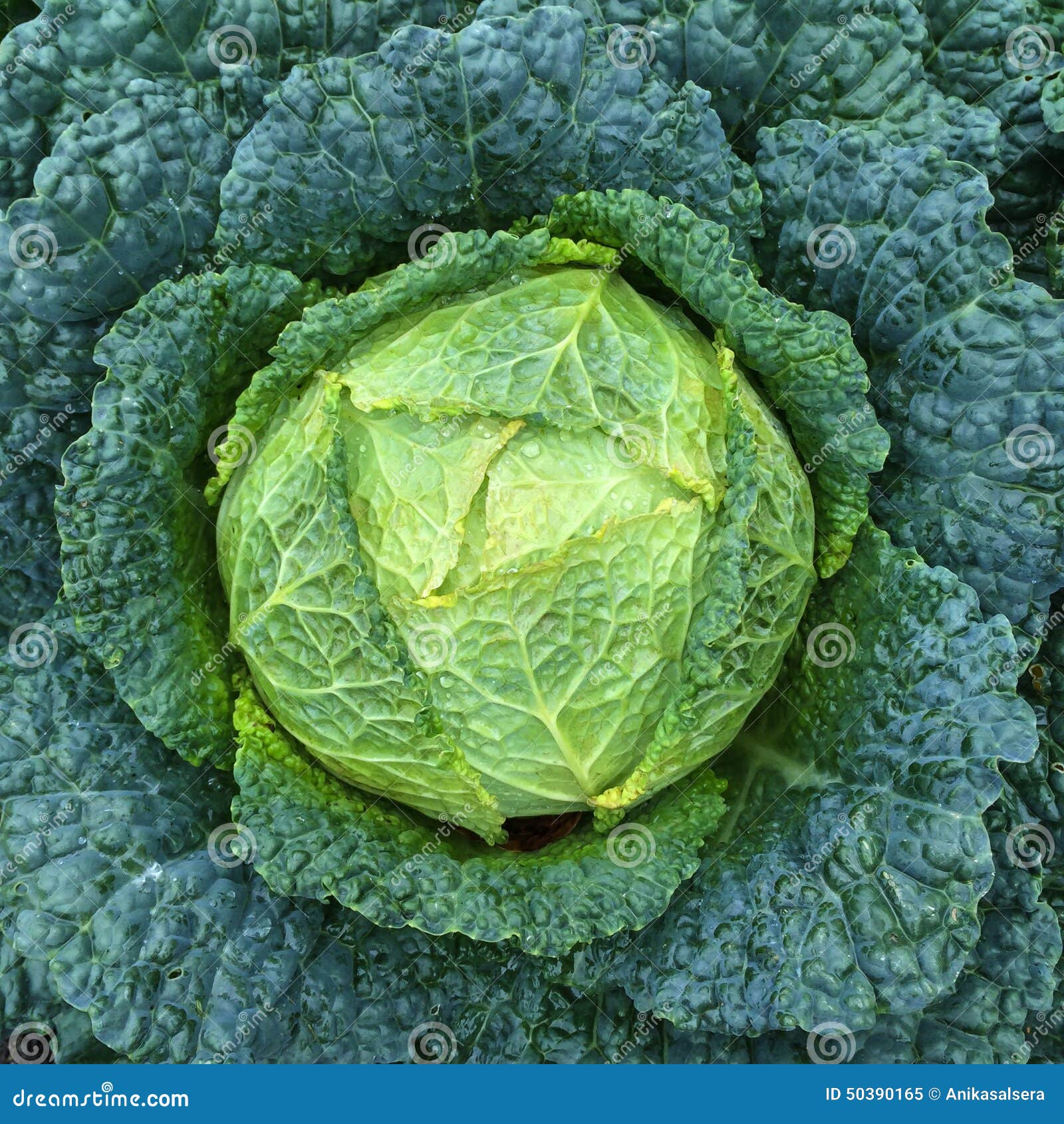 Green Savoy cabbage stock image. Image of fresh, salad - 50390165