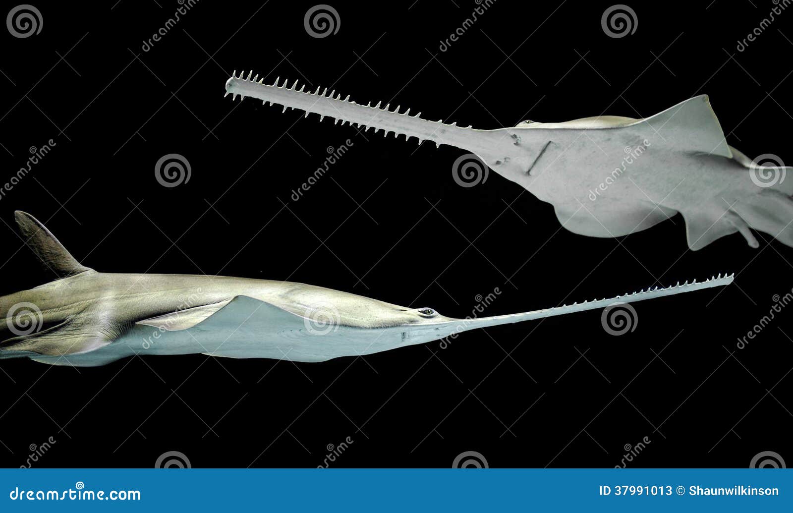 Green saw fish stock image. Image of life, macro, scuba - 37991013