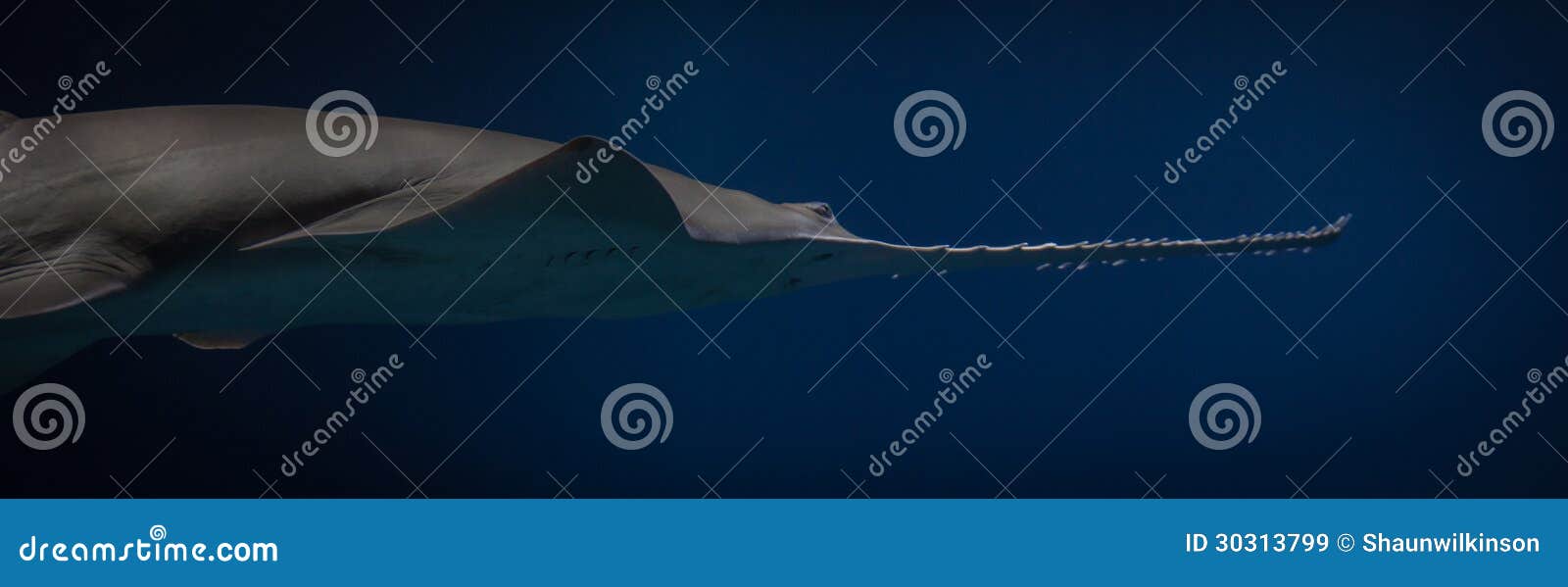 Green saw fish stock image. Image of aquarium, macro - 30313799