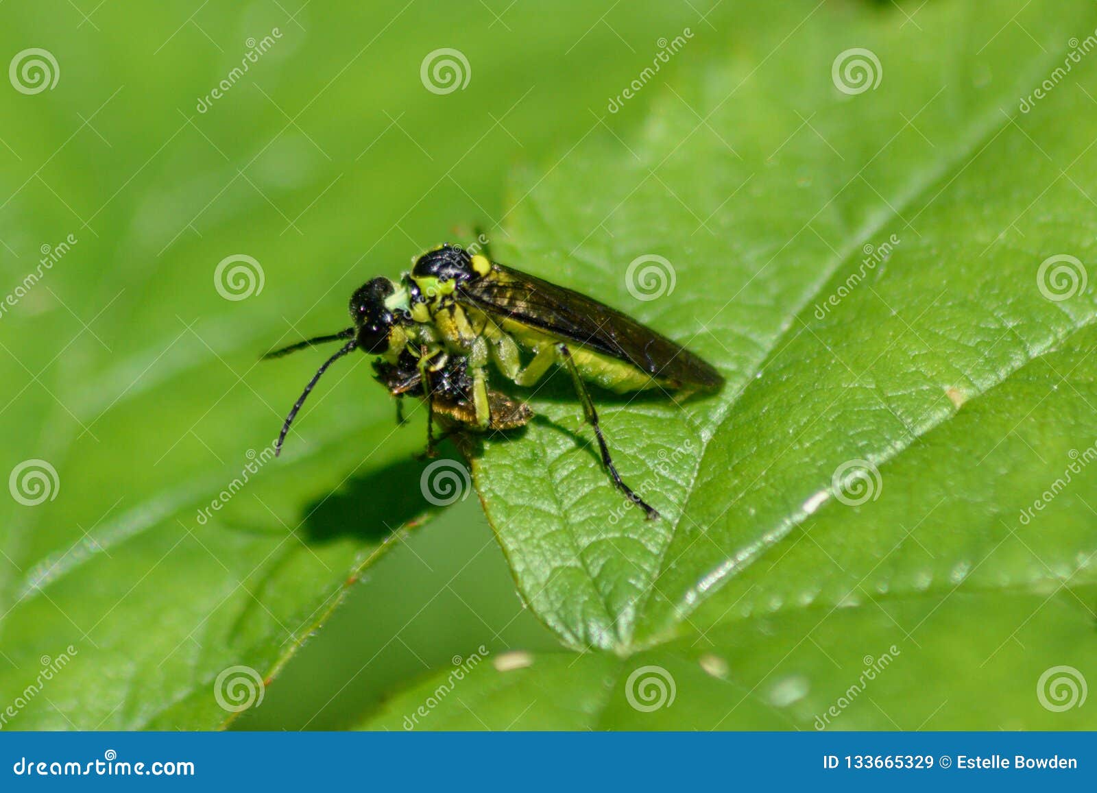Green Sawfly Consuming Another Small Insect Stock Image - Image of eyes ...