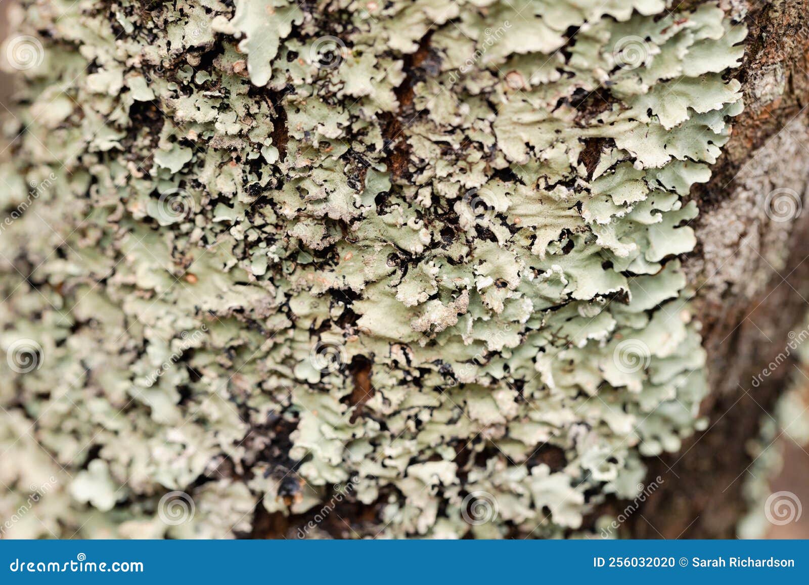 Green Scale Lichen on a Tree Stump Stock Photo - Image of symbiotically ...