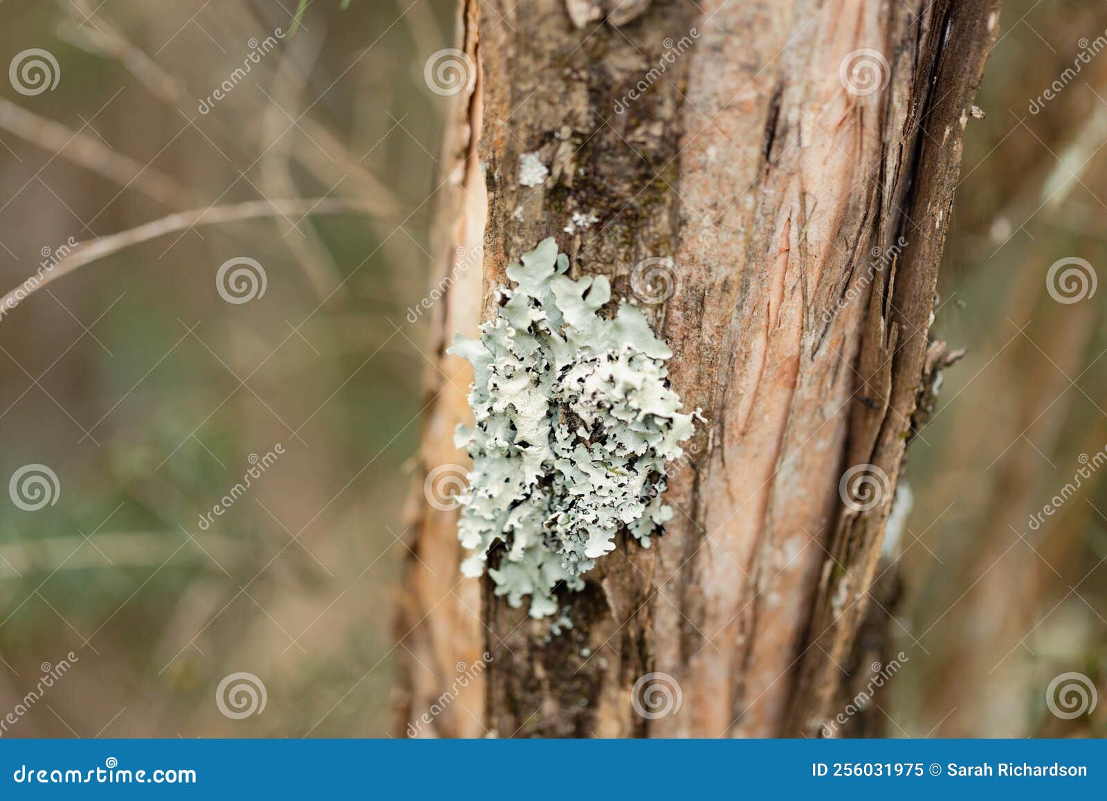 Green Scale Lichen on a Young Tree Stock Image - Image of fungi, detail ...