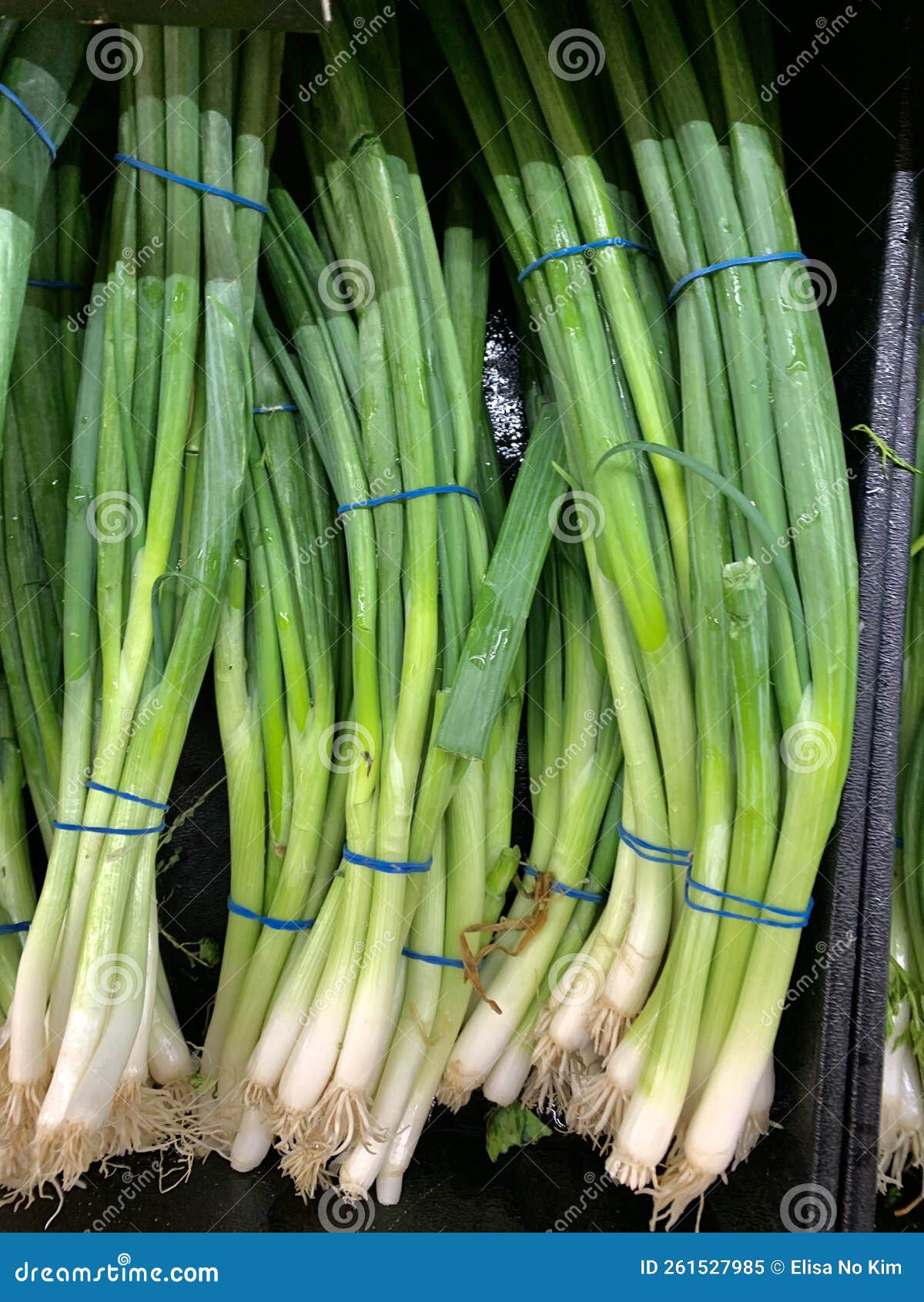 Green scallions stock image. Image of vitamins, root - 261527985