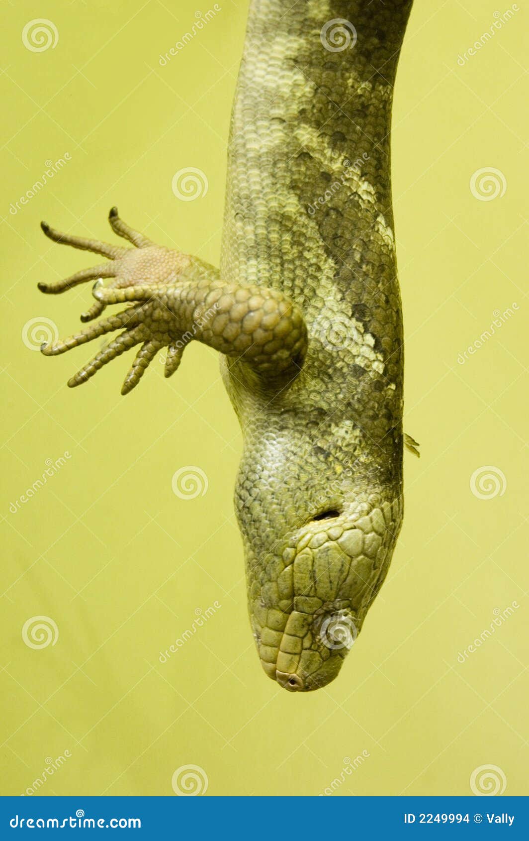 Green scaly skin stock photo. Image of head, lizard, wrinkly - 2249994