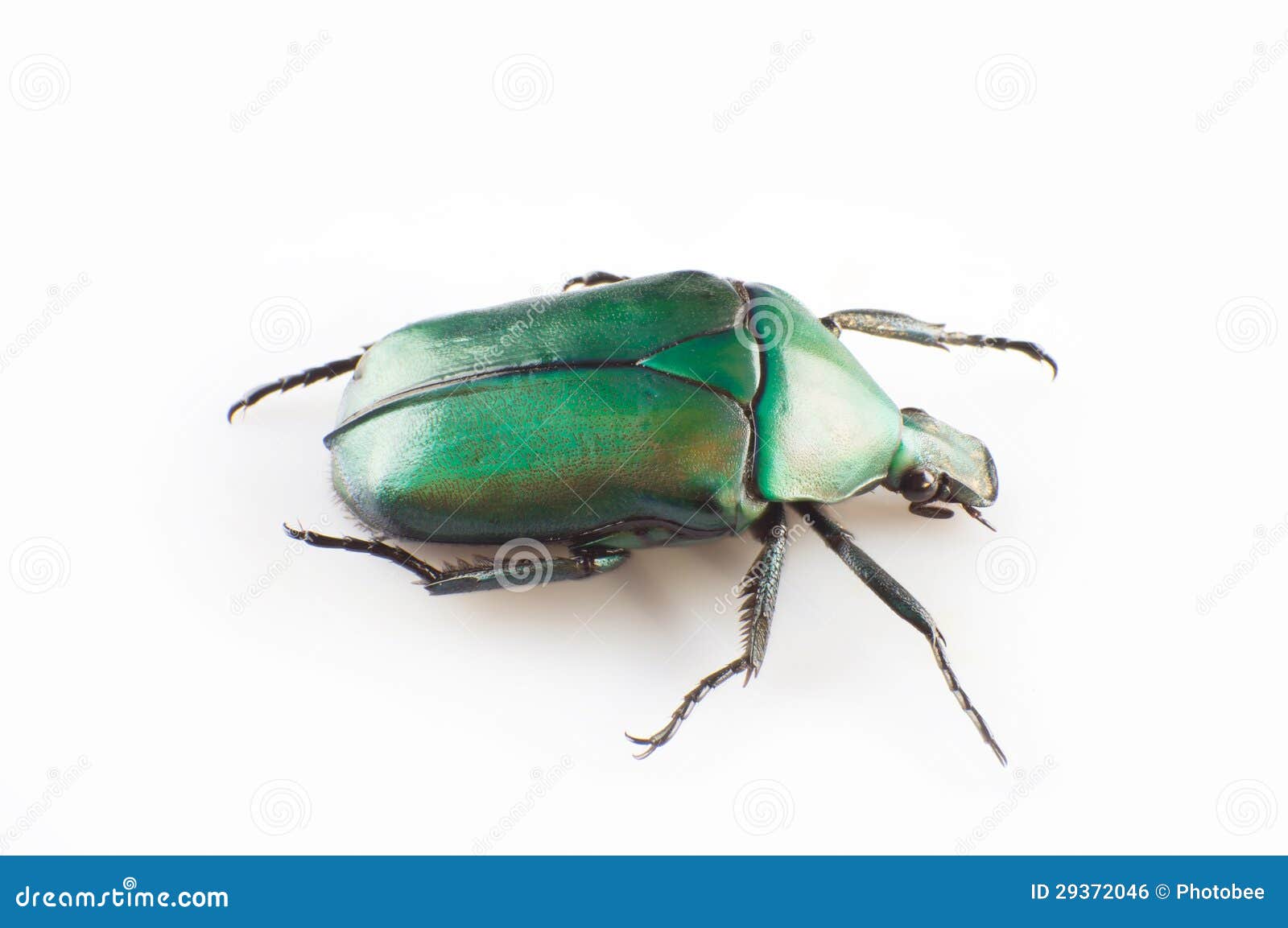 Green scarab stock photo. Image of isolated, life, insects - 29372046