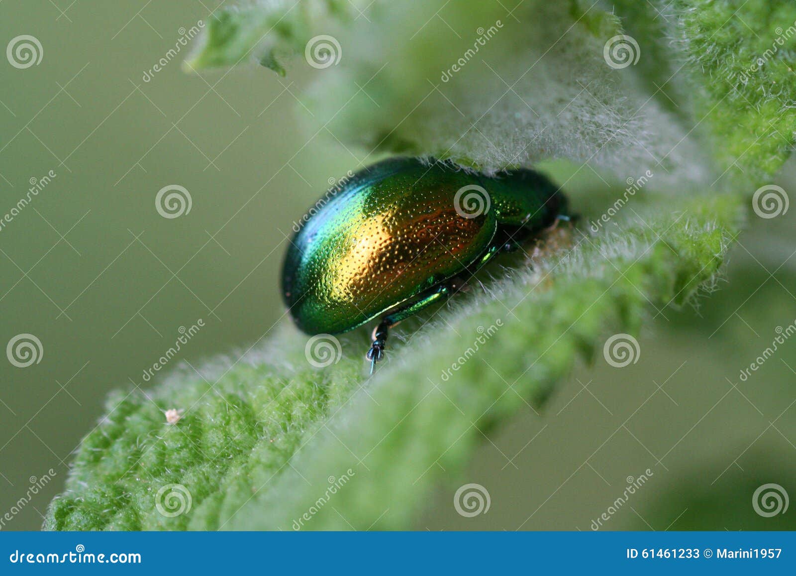 Green scarab stock image. Image of animal, ladybug, animals - 61461233