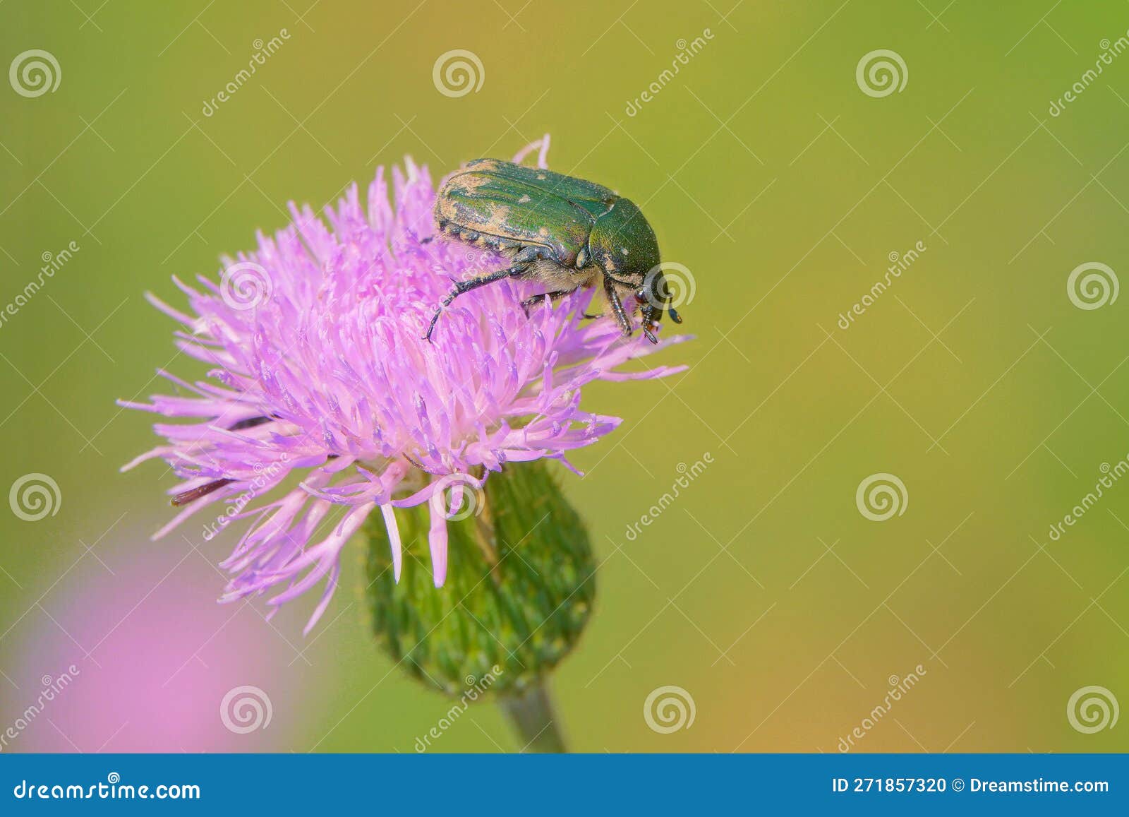 Green scarab stock photo. Image of insect, beetles, wild - 271857320