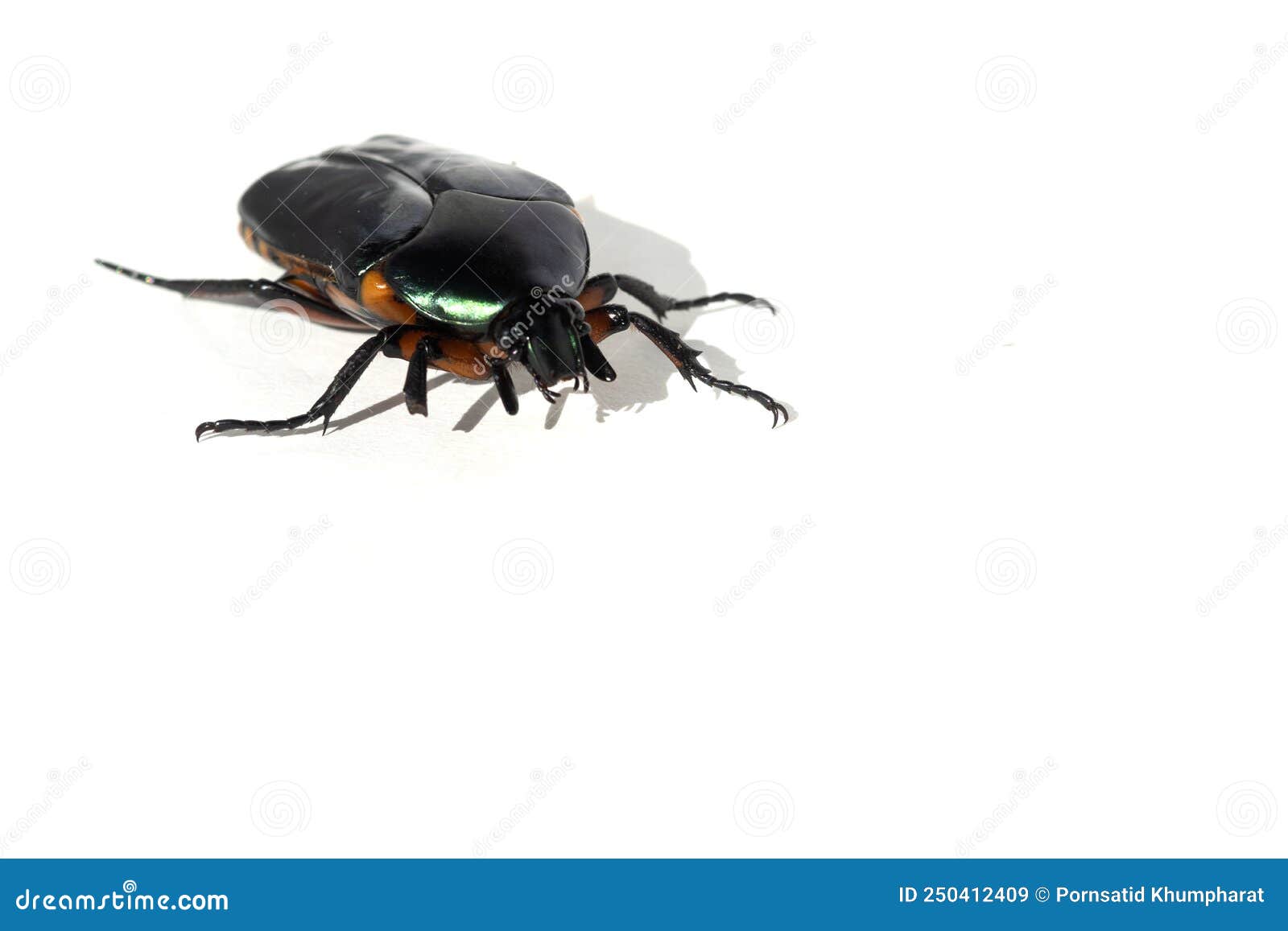 Green Scarab on White Blackground Stock Image - Image of wildlife ...