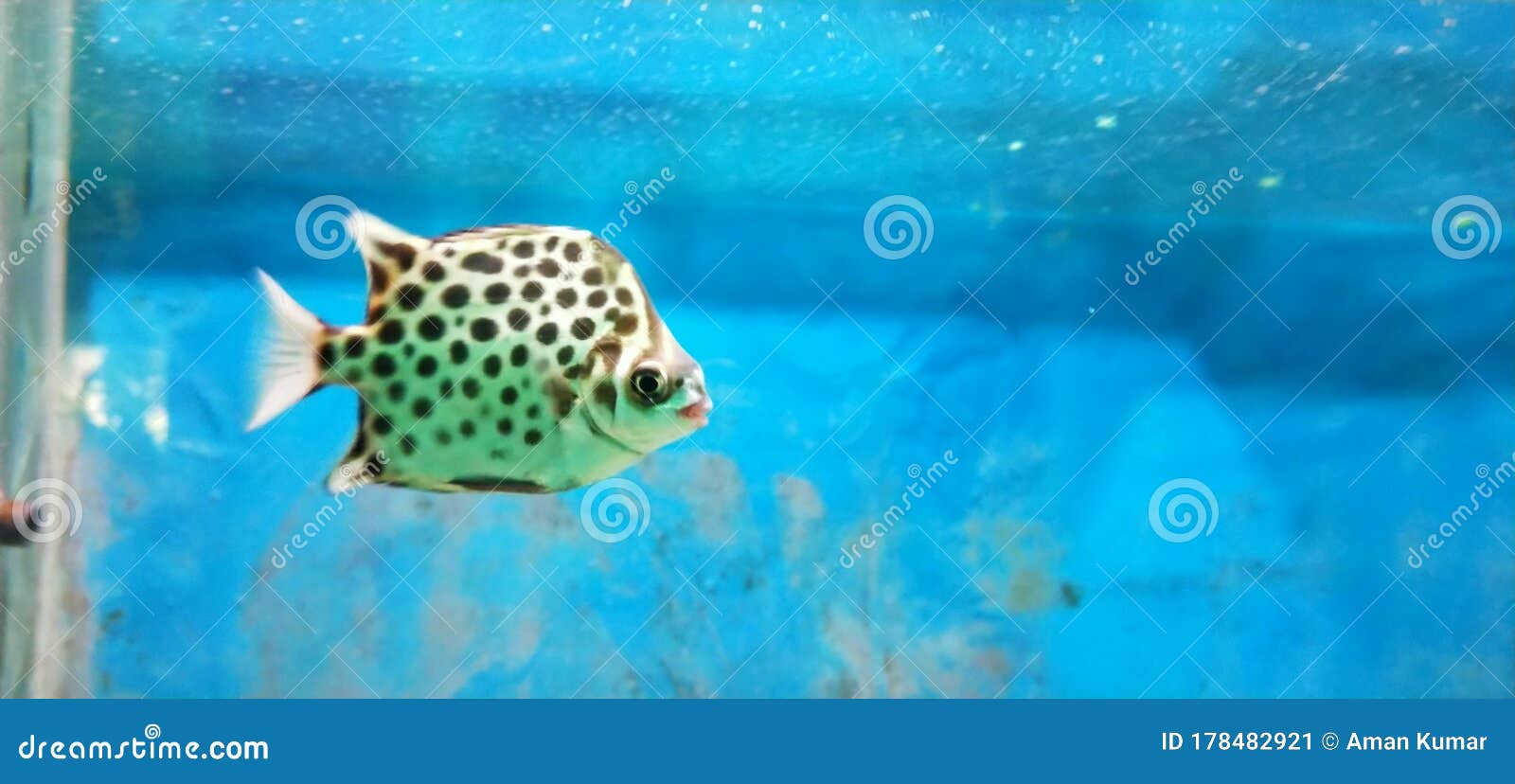 Green Scat Scatophagus Argus.Fish in an Aquarium. Stock Image - Image ...