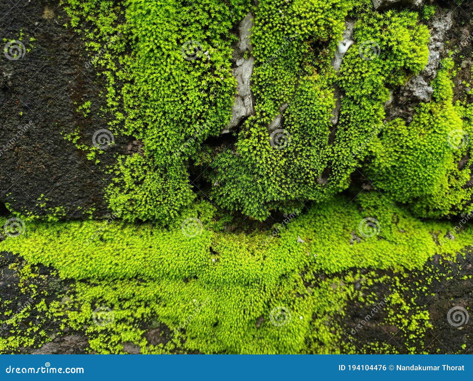 Green scene on the wall stock photo. Image of object - 194104476