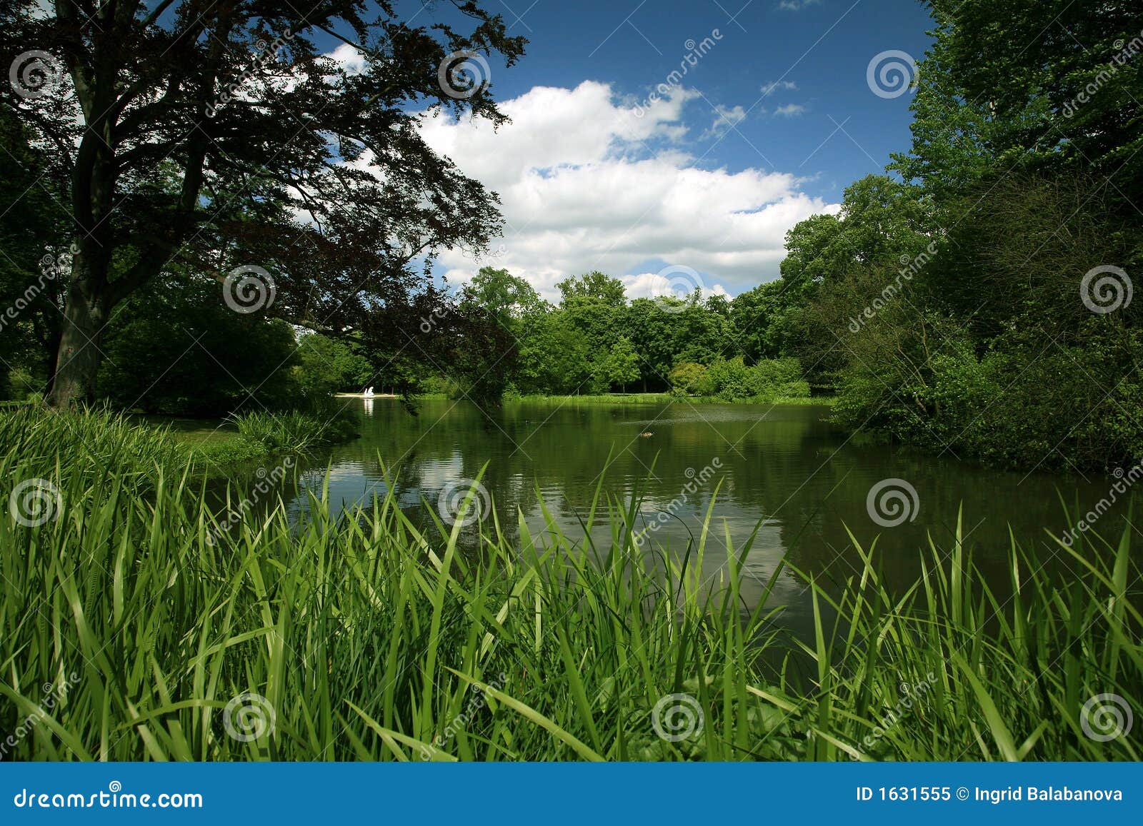 Green scenery stock image. Image of park, light, grassy - 1631555