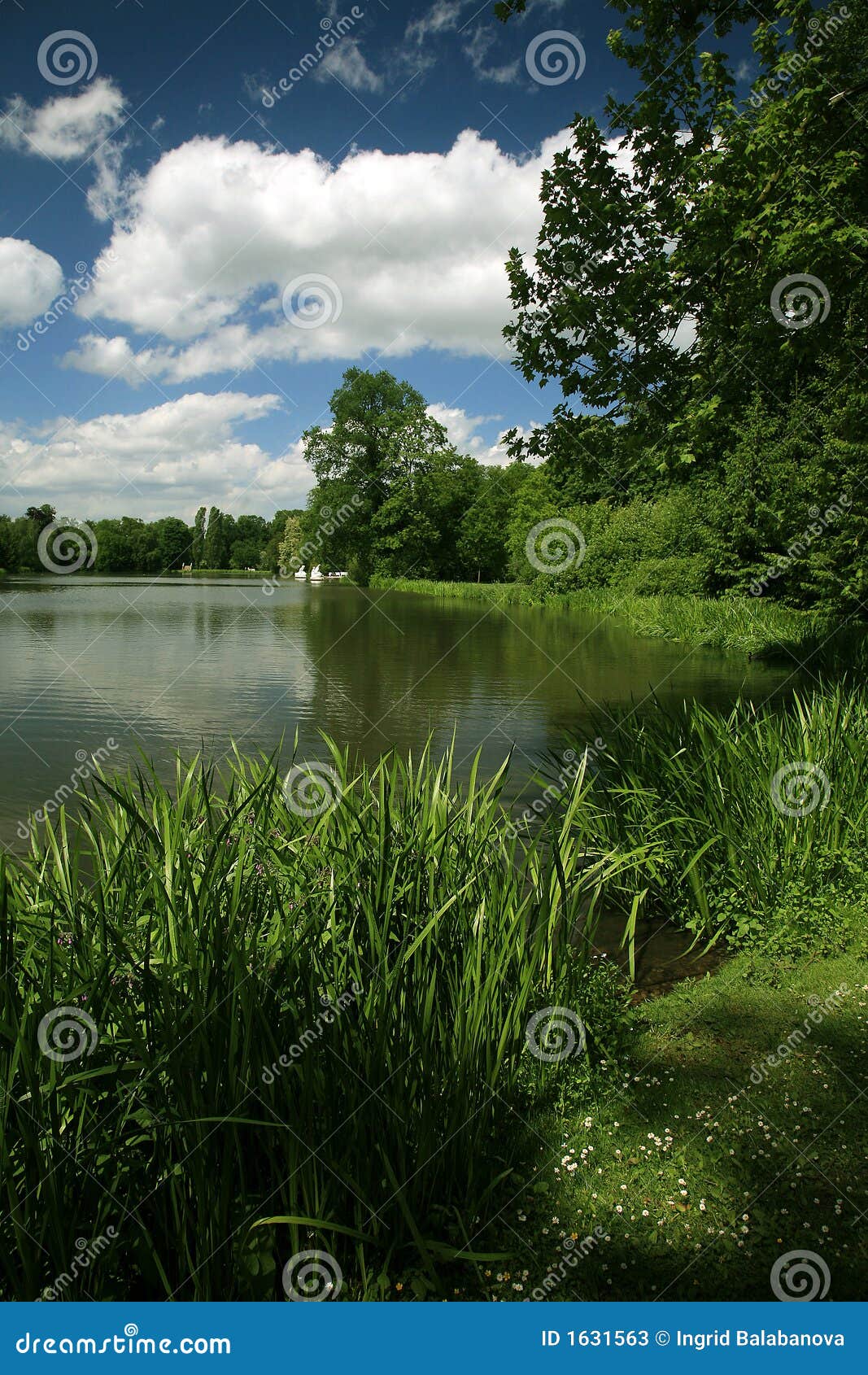 Green scenery stock image. Image of outdoor, lawn, forest - 1631563
