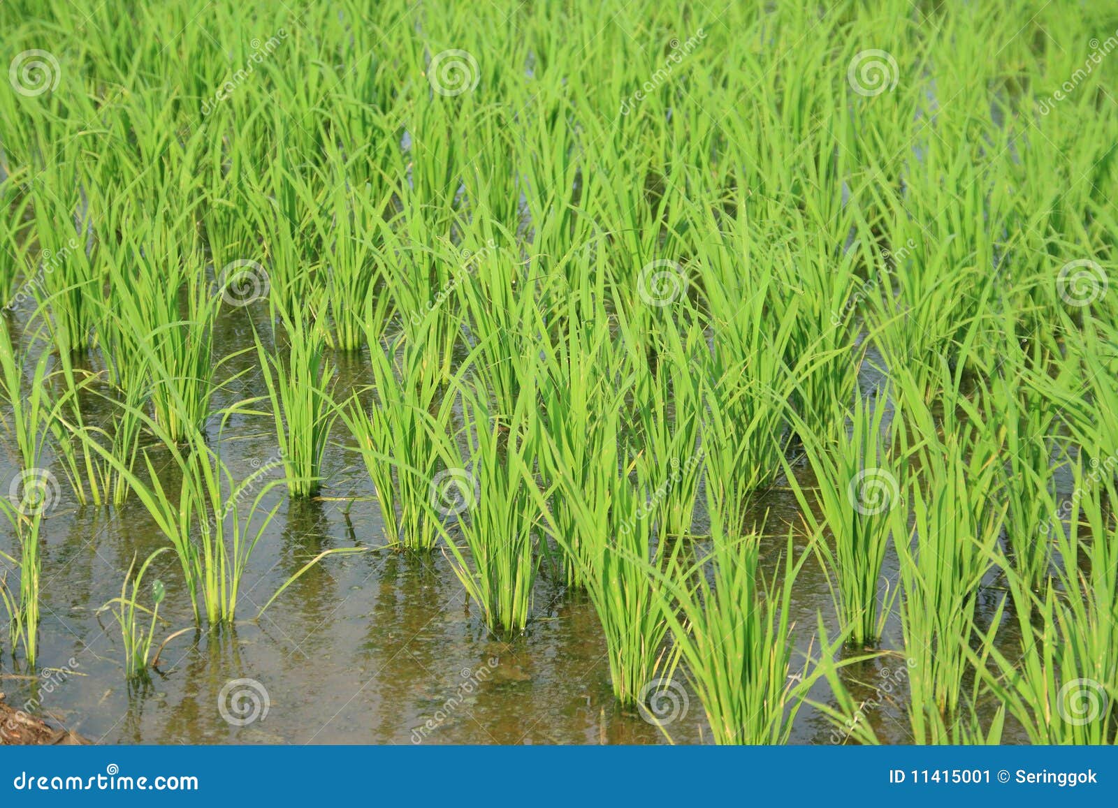 Green Scenery in the Wet Paddy Field Stock Image - Image of scenery ...