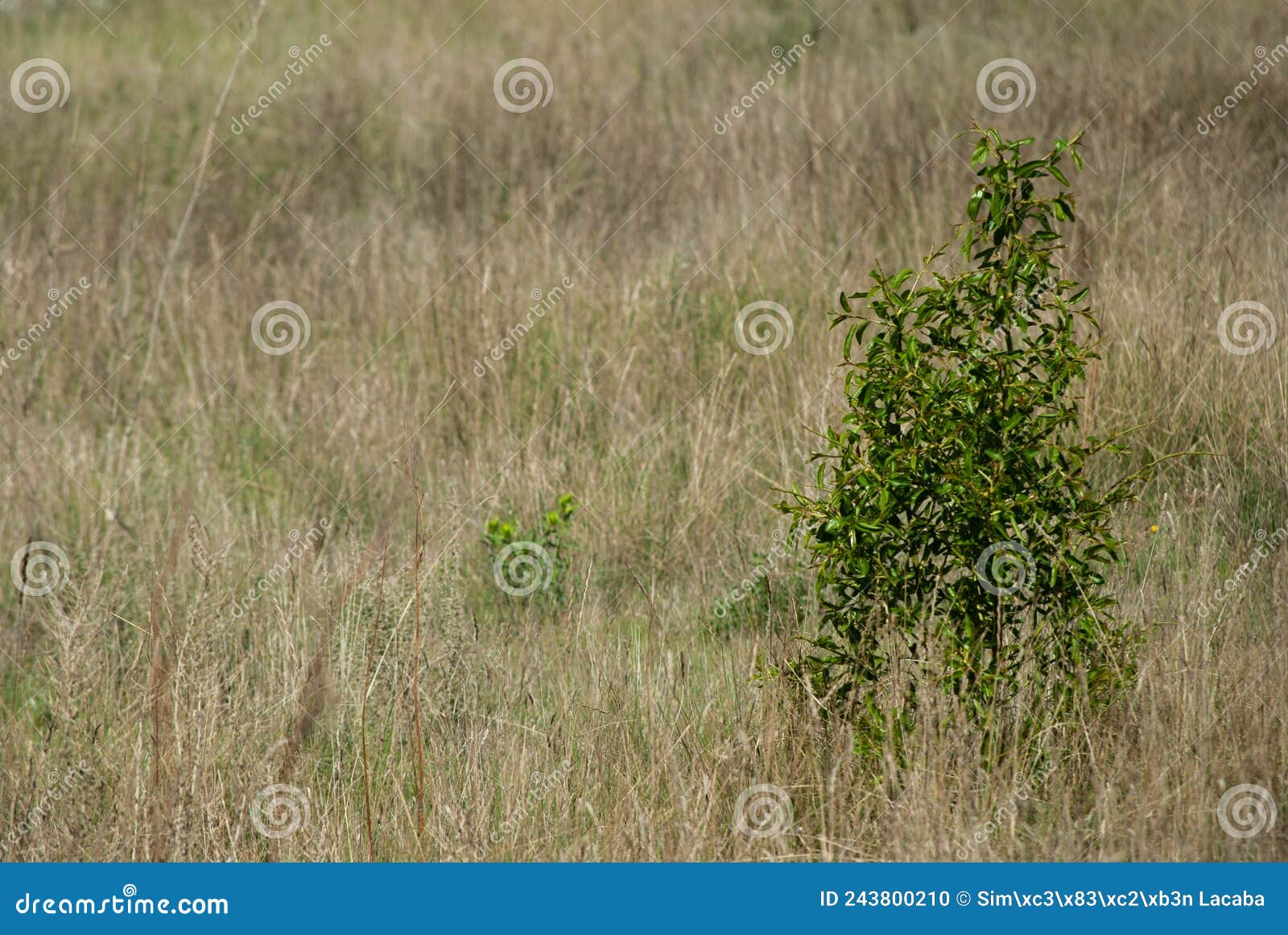 Green scrub in a dry land stock photo. Image of brush - 243800210