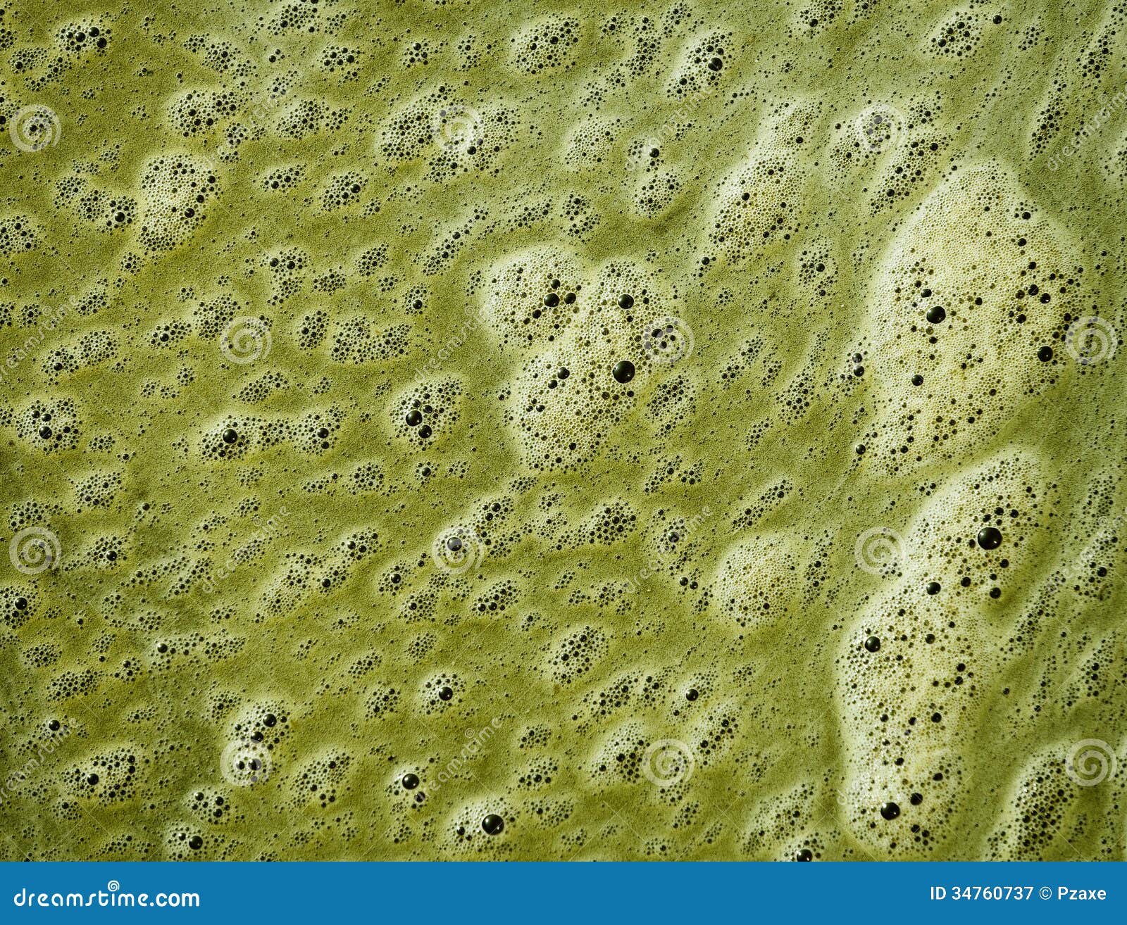Green Scum On The Surface Of Dirty Water Royalty Free Stock Photography ...