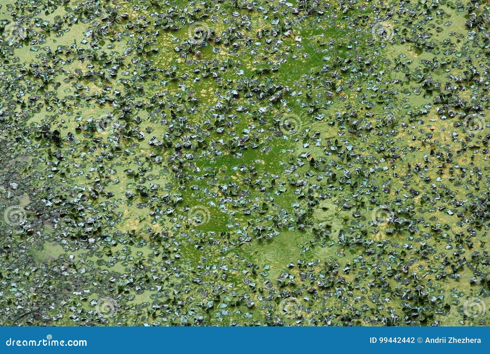 Green Scum on Water Surface during Algal Bloom Stock Photo - Image of ...