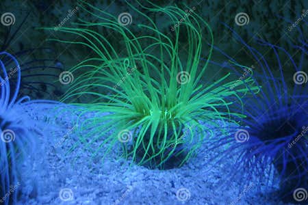 Green sea anemone stock photo. Image of closeup, tropics - 1384808