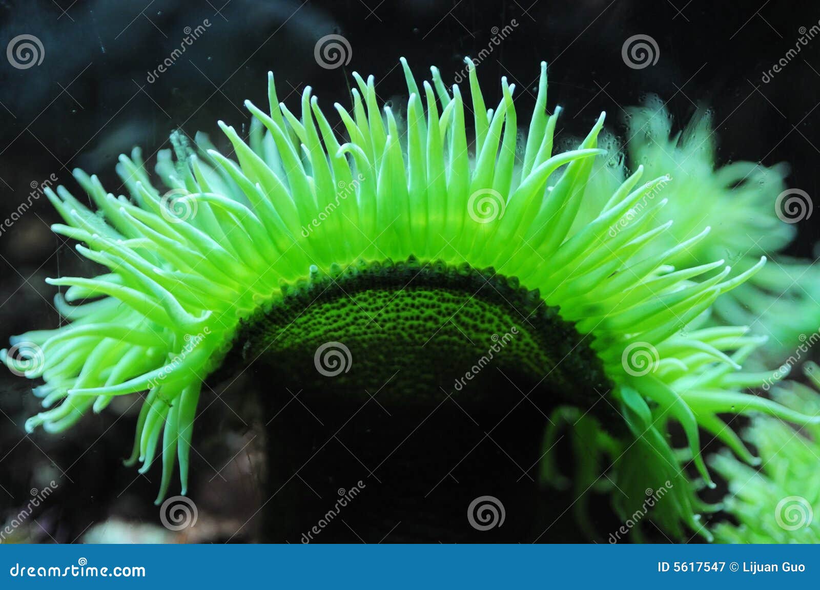 Green sea anemone stock image. Image of ocean, aquarium - 5617547