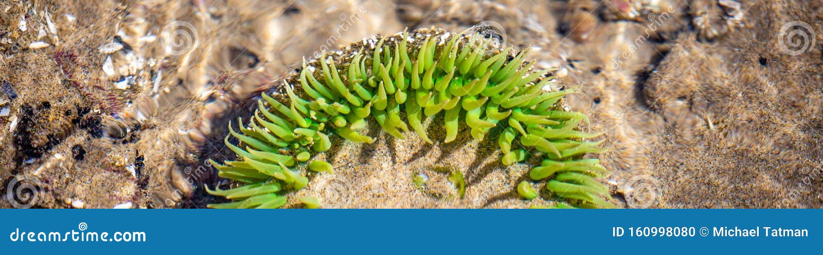 Green Sea Anemone in an Oregon Shoreline Tide Pool in Panoramic Stock ...