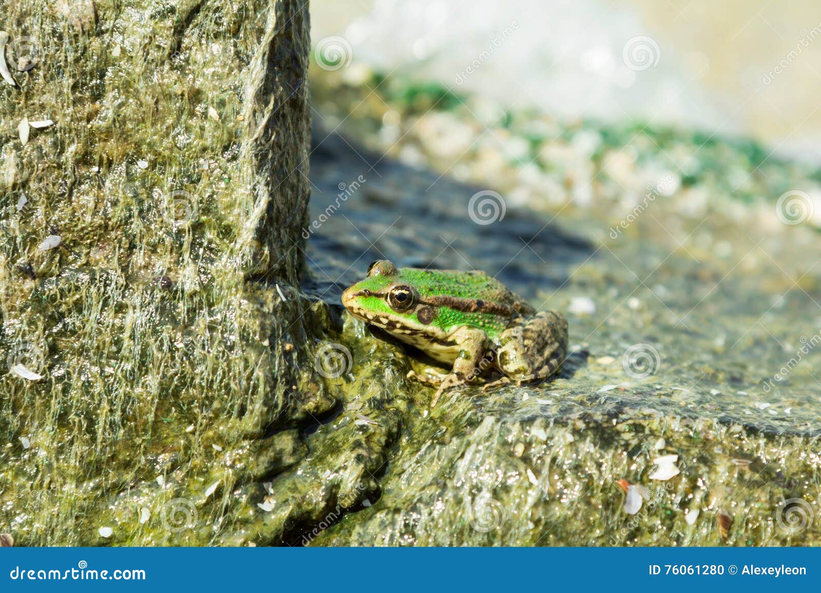 Green sea frog on stone stock photo. Image of calm, small - 76061280