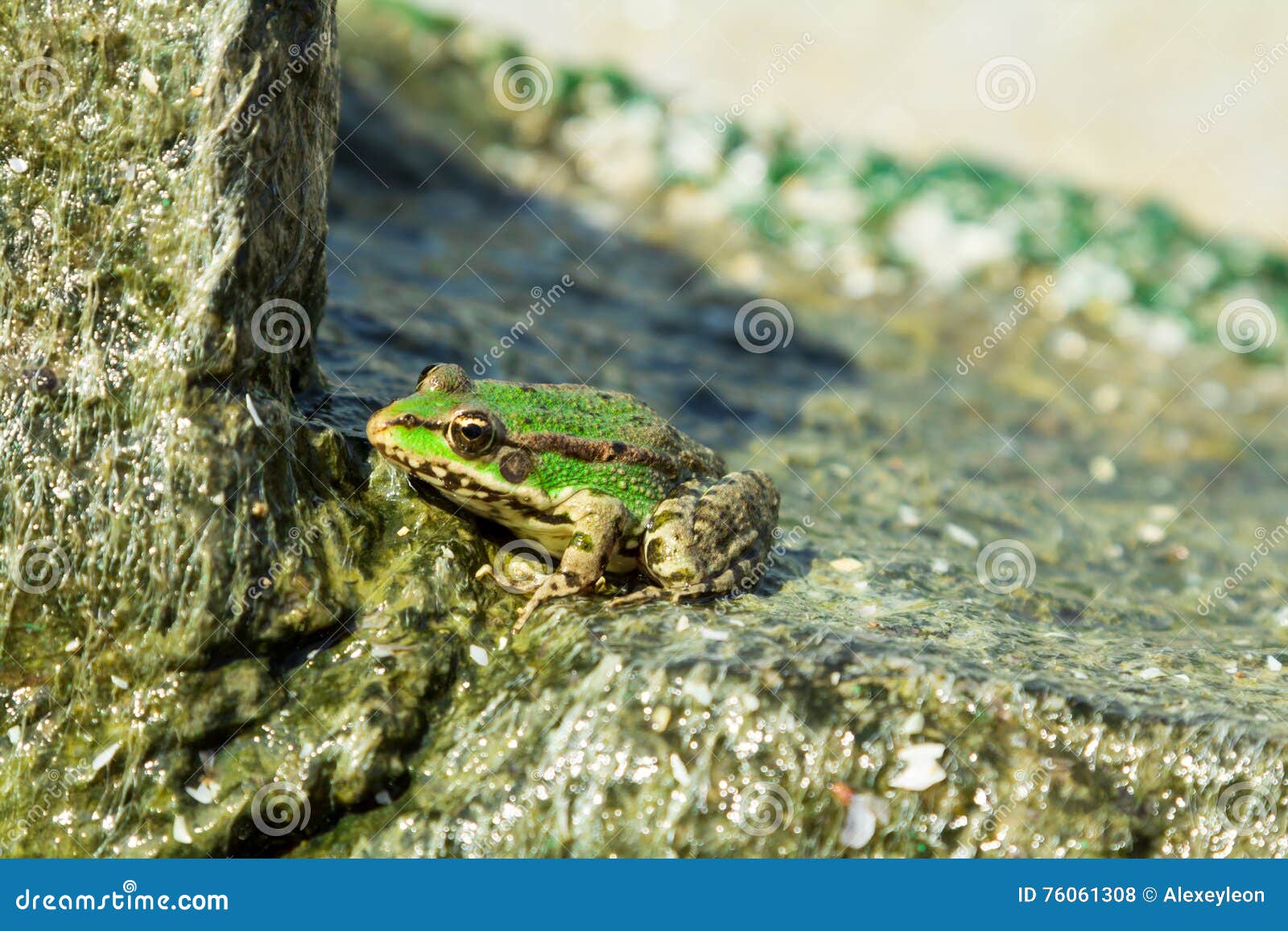 Green sea frog on stone stock photo. Image of pretty - 76061308