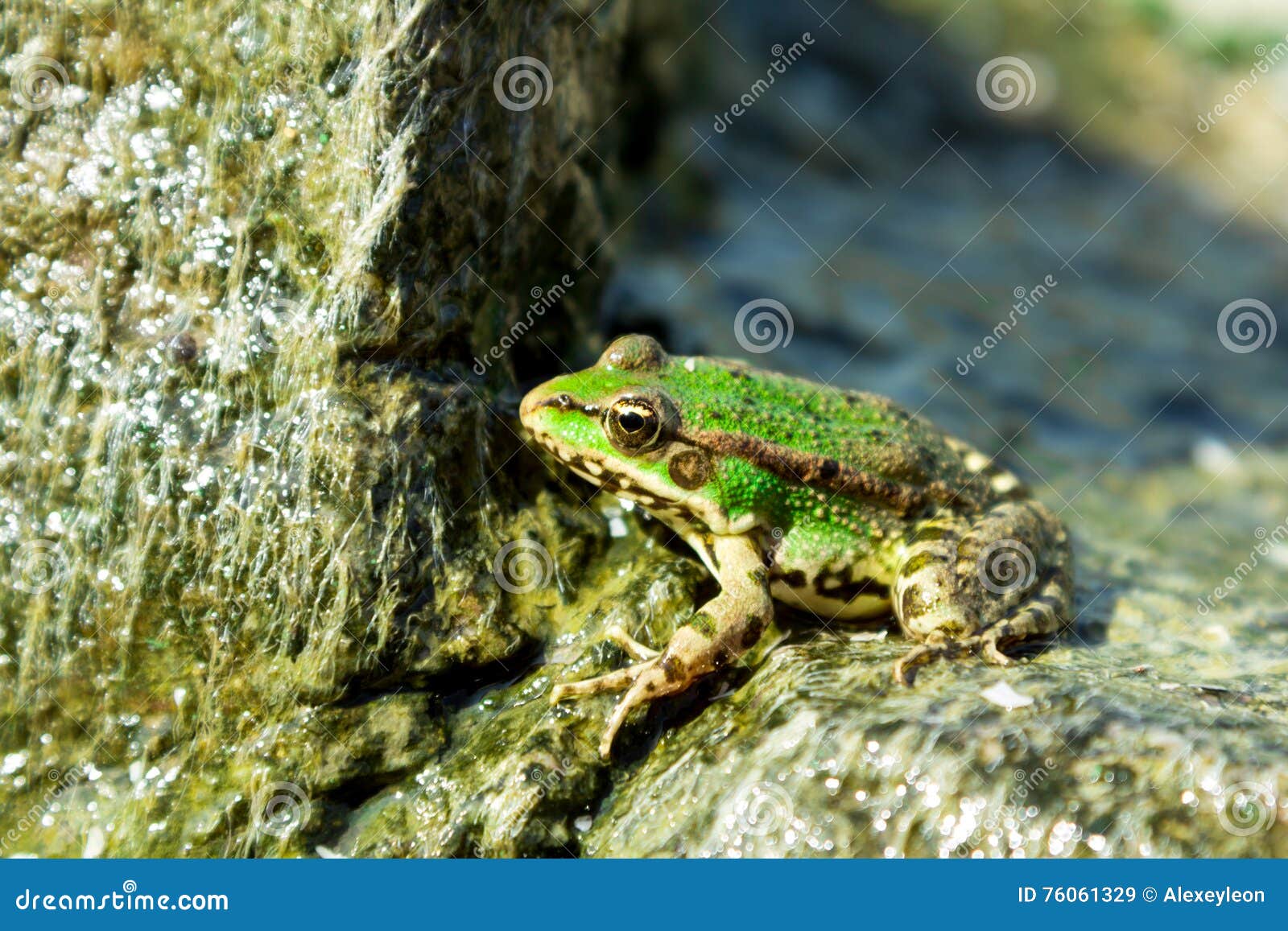 Green sea frog on stone stock image. Image of sitting - 76061329