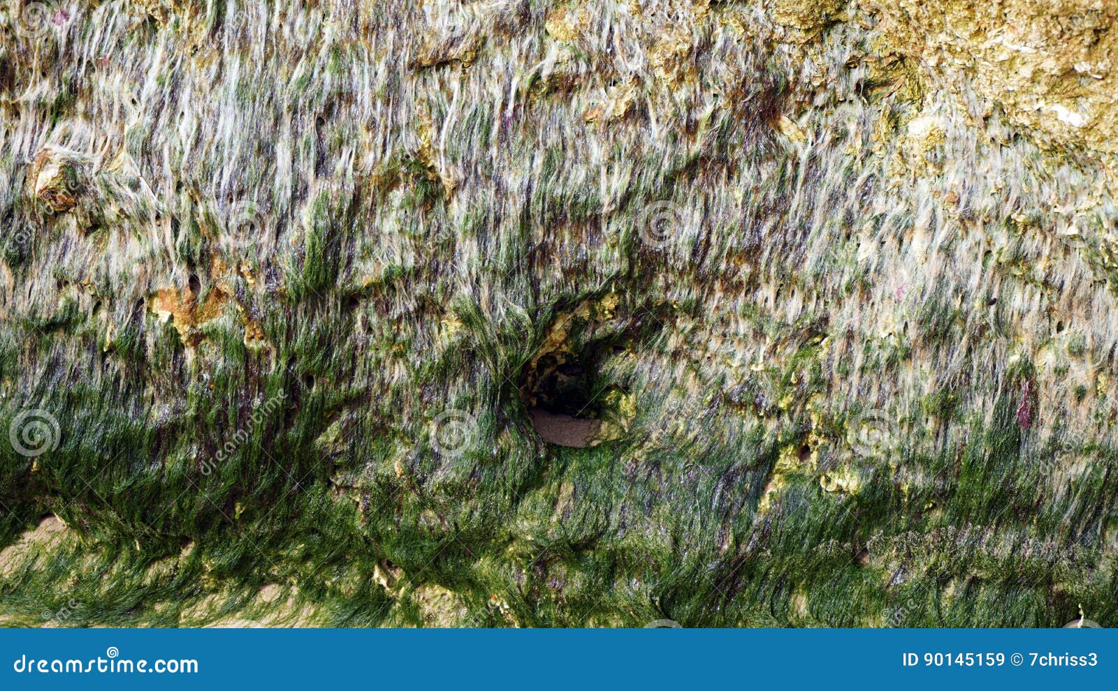 Green sea grass stock image. Image of atlantic, nature - 90145159