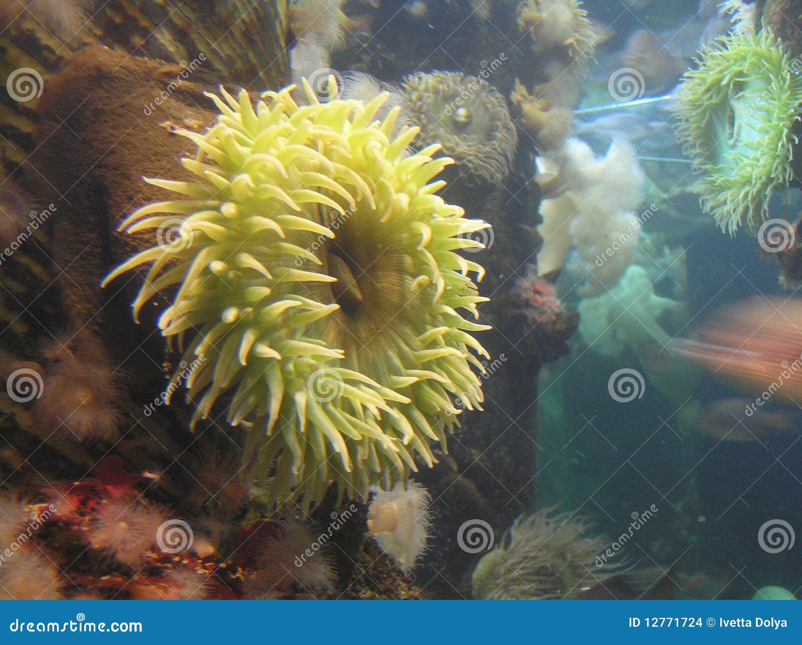 Green sea roses stock photo. Image of resident, oceans - 12771724