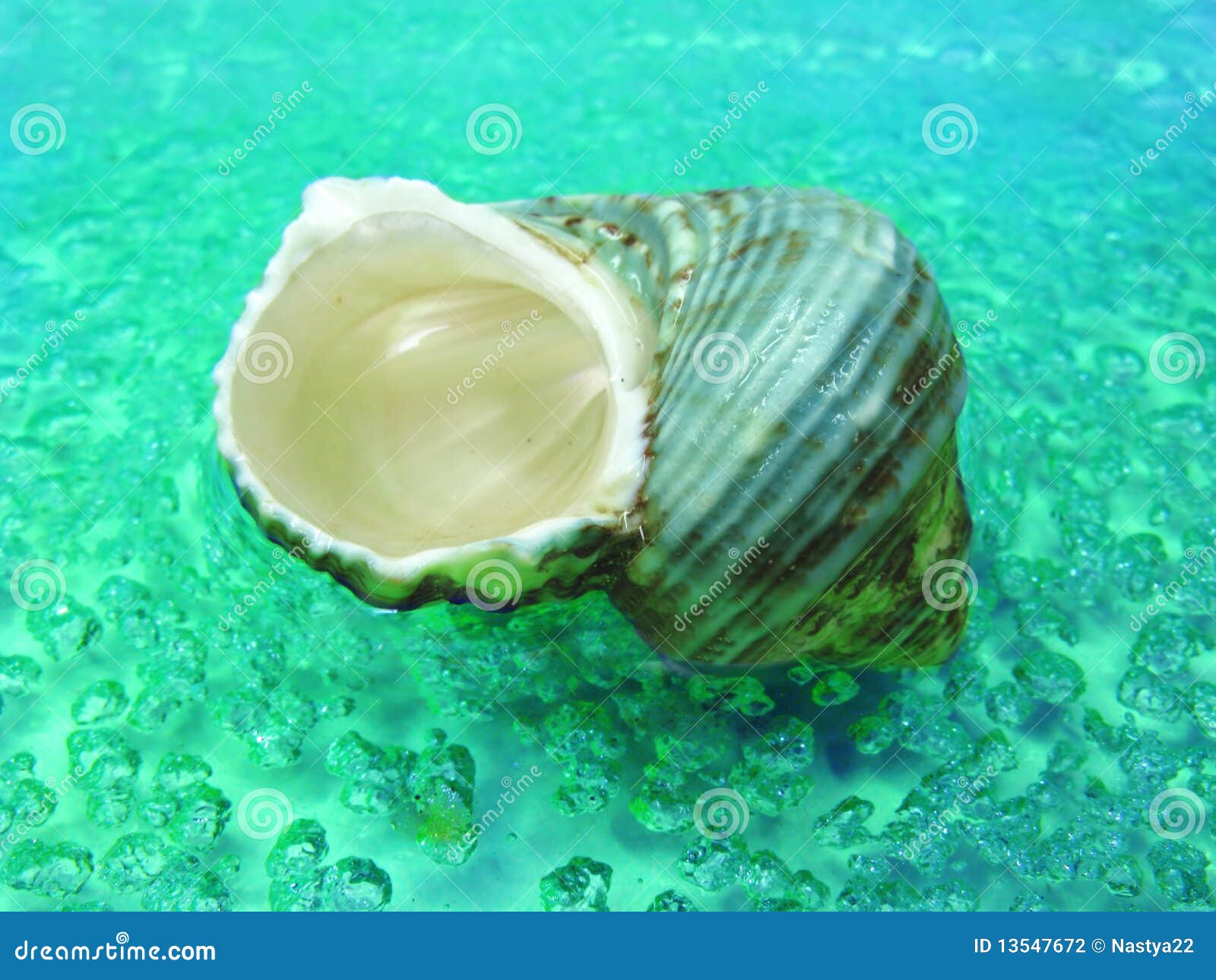 Green sea shell in water stock photo. Image of cockle - 13547672