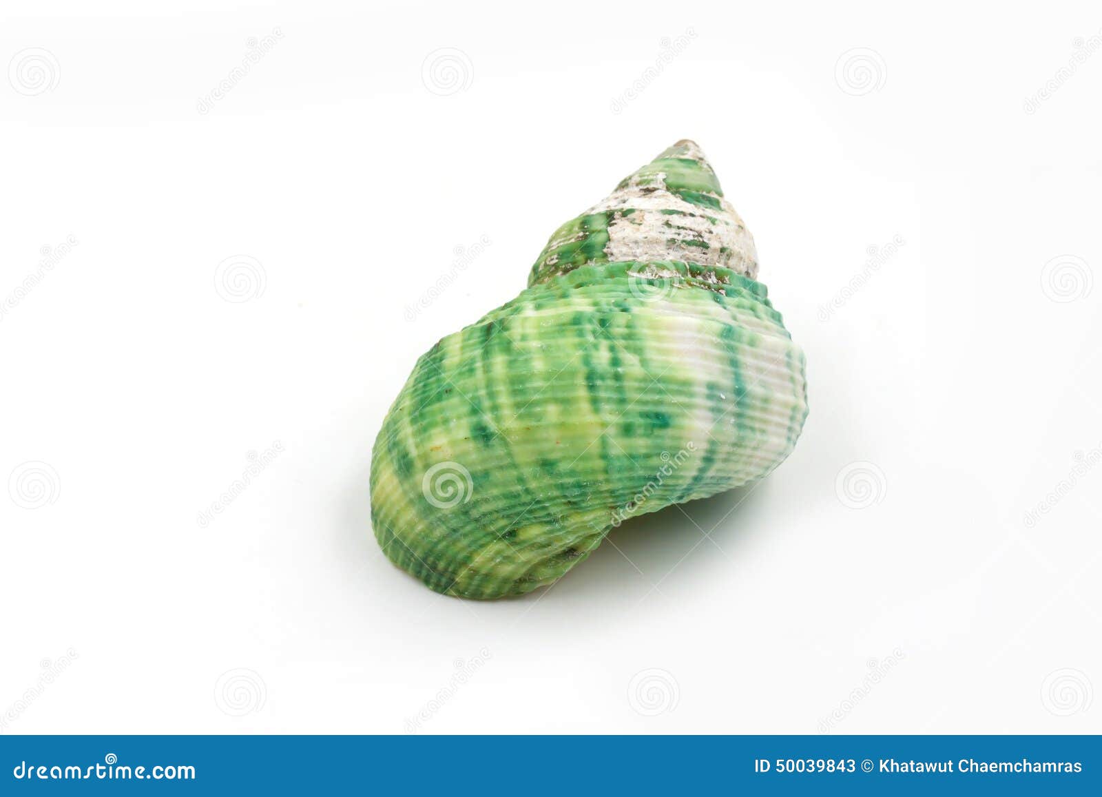Green Sea shells on white stock image. Image of spiral - 50039843