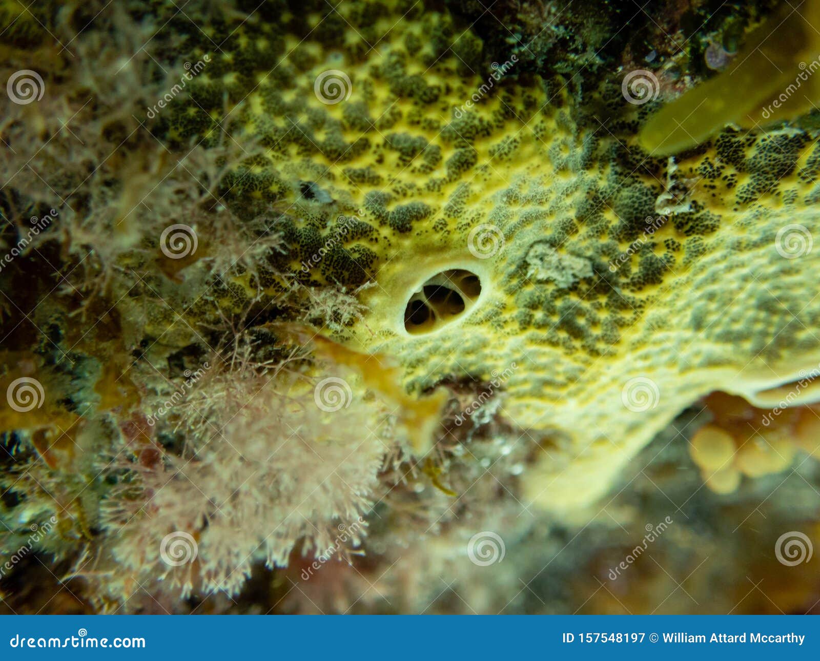 Green Sea Sponge stock image. Image of marine, underwater - 157548197