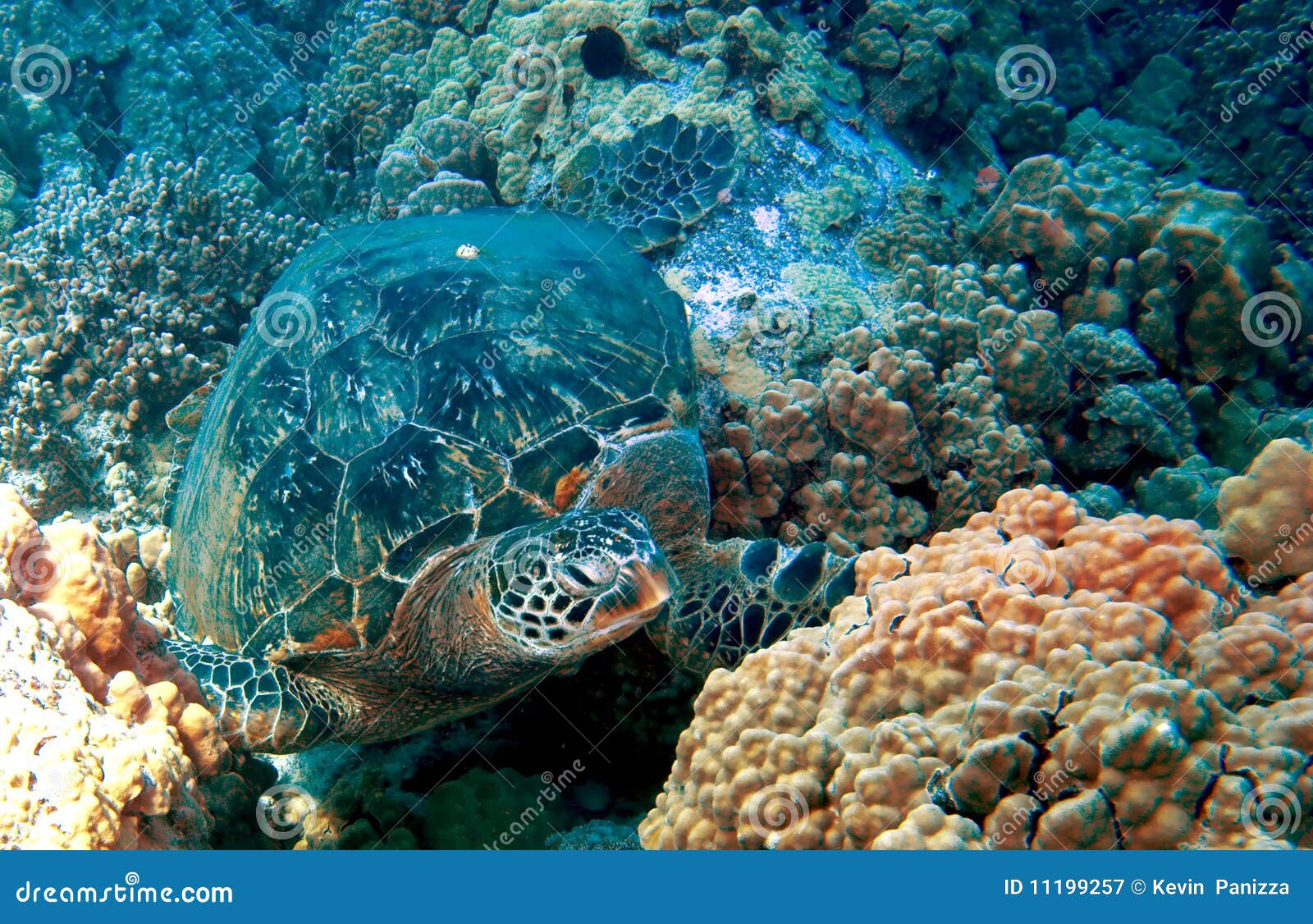 Green Sea Turtle stock image. Image of reef, beautiful - 11199257