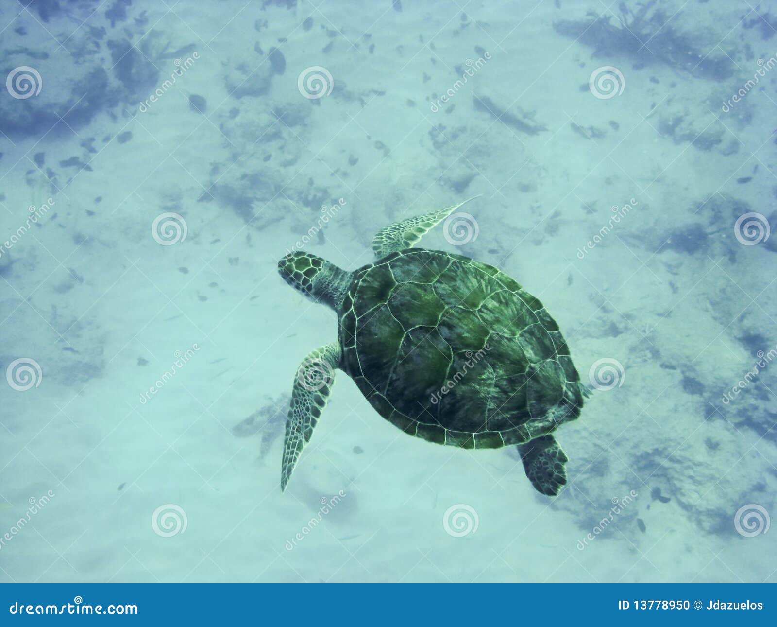 Green Sea Turtle stock photo. Image of hawaii, beautiful - 13778950